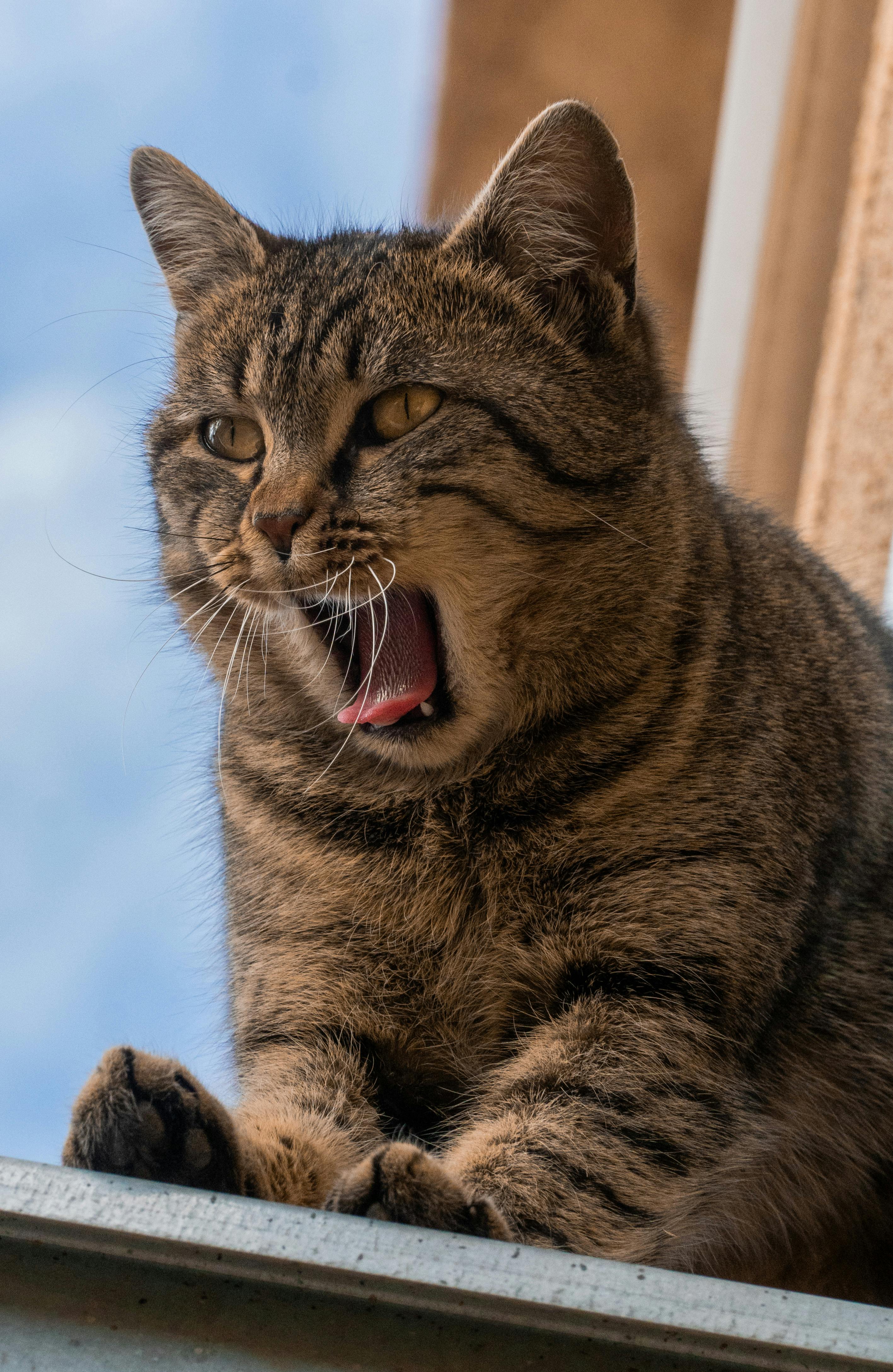 şaşırmış kedi · Free Stock Photo