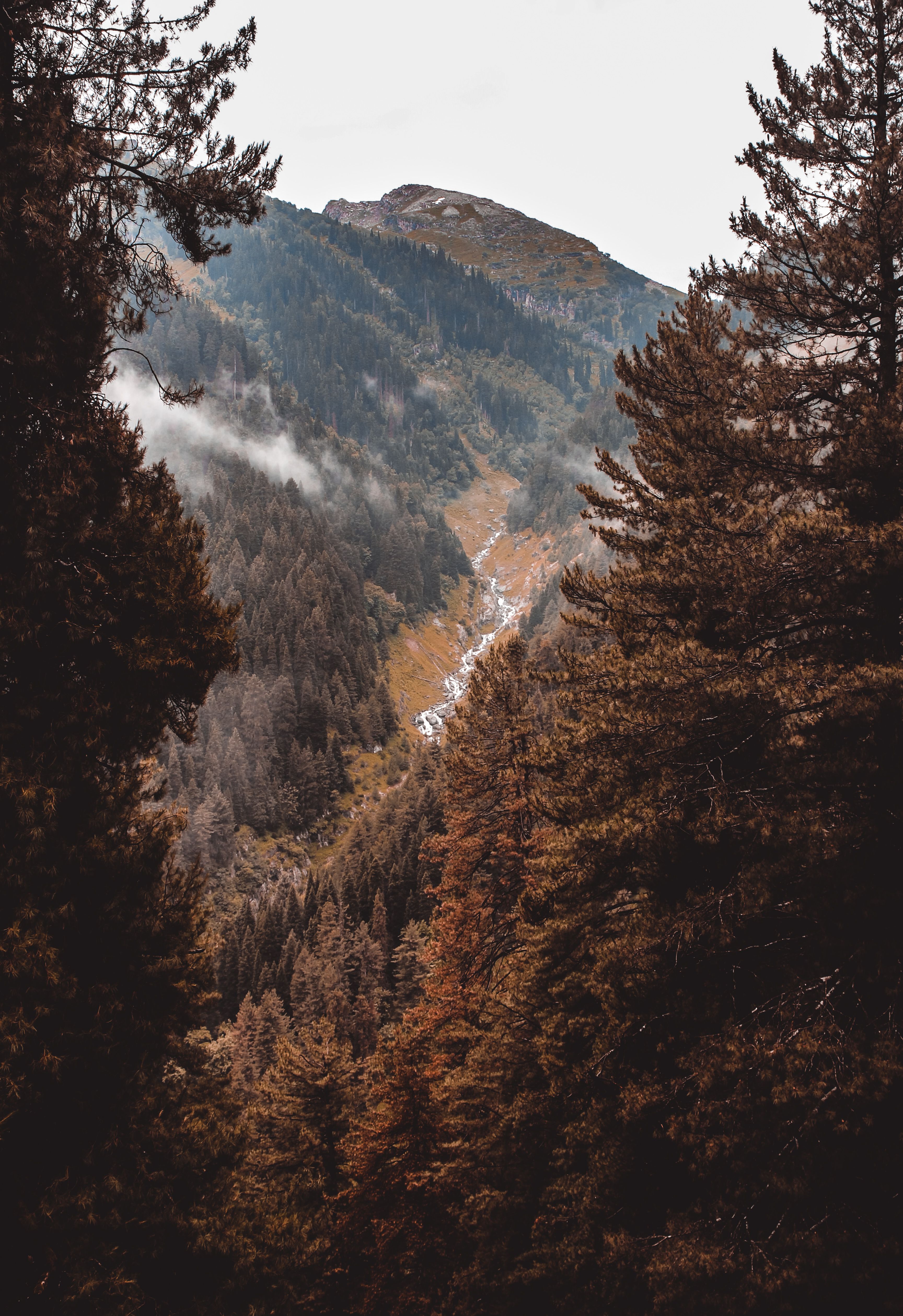 Autumn Forest on Hillside Overlooking Valley in Mountains · Free Stock ...