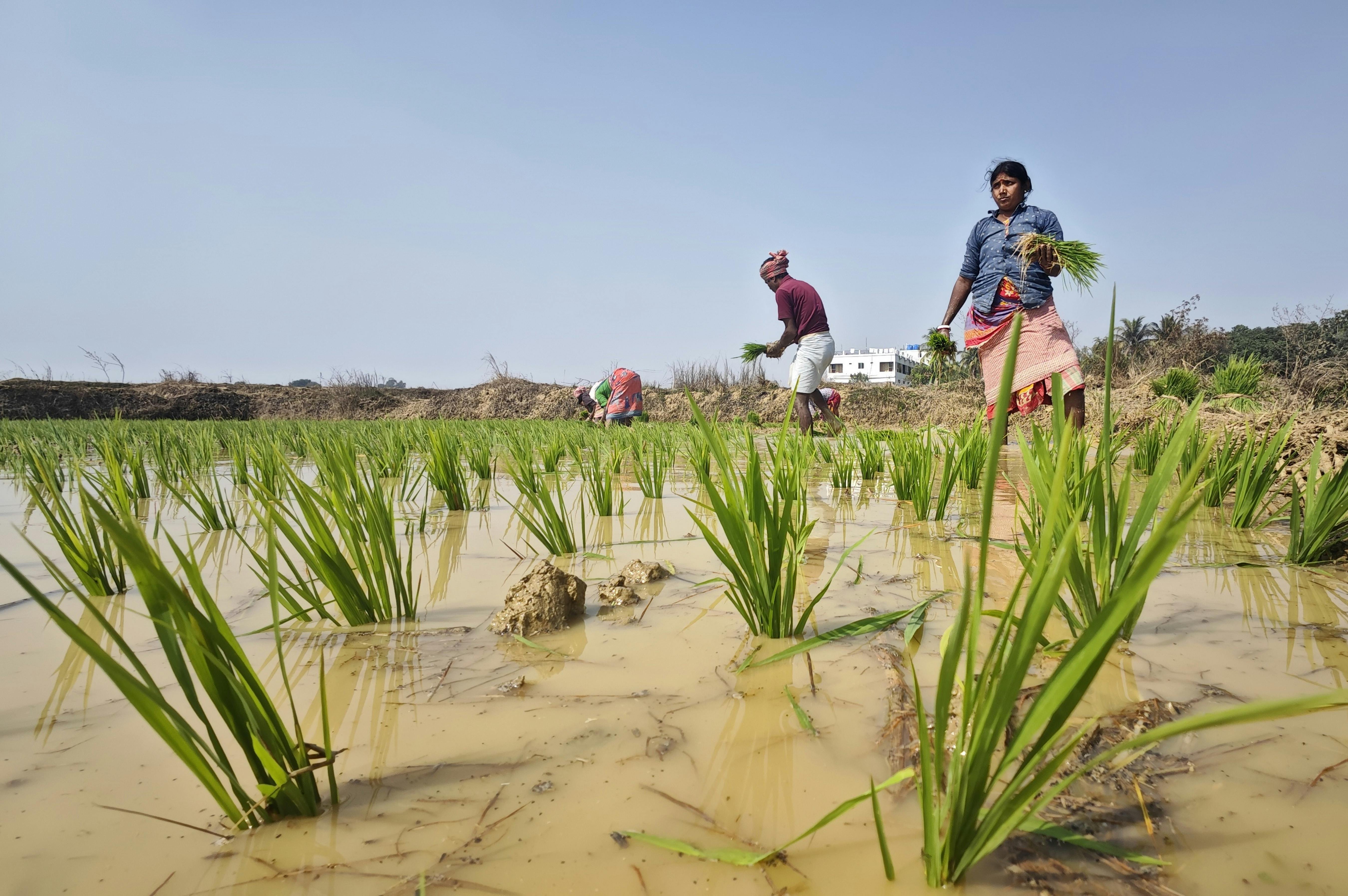 Farmers Planting Rice · Free Stock Photo