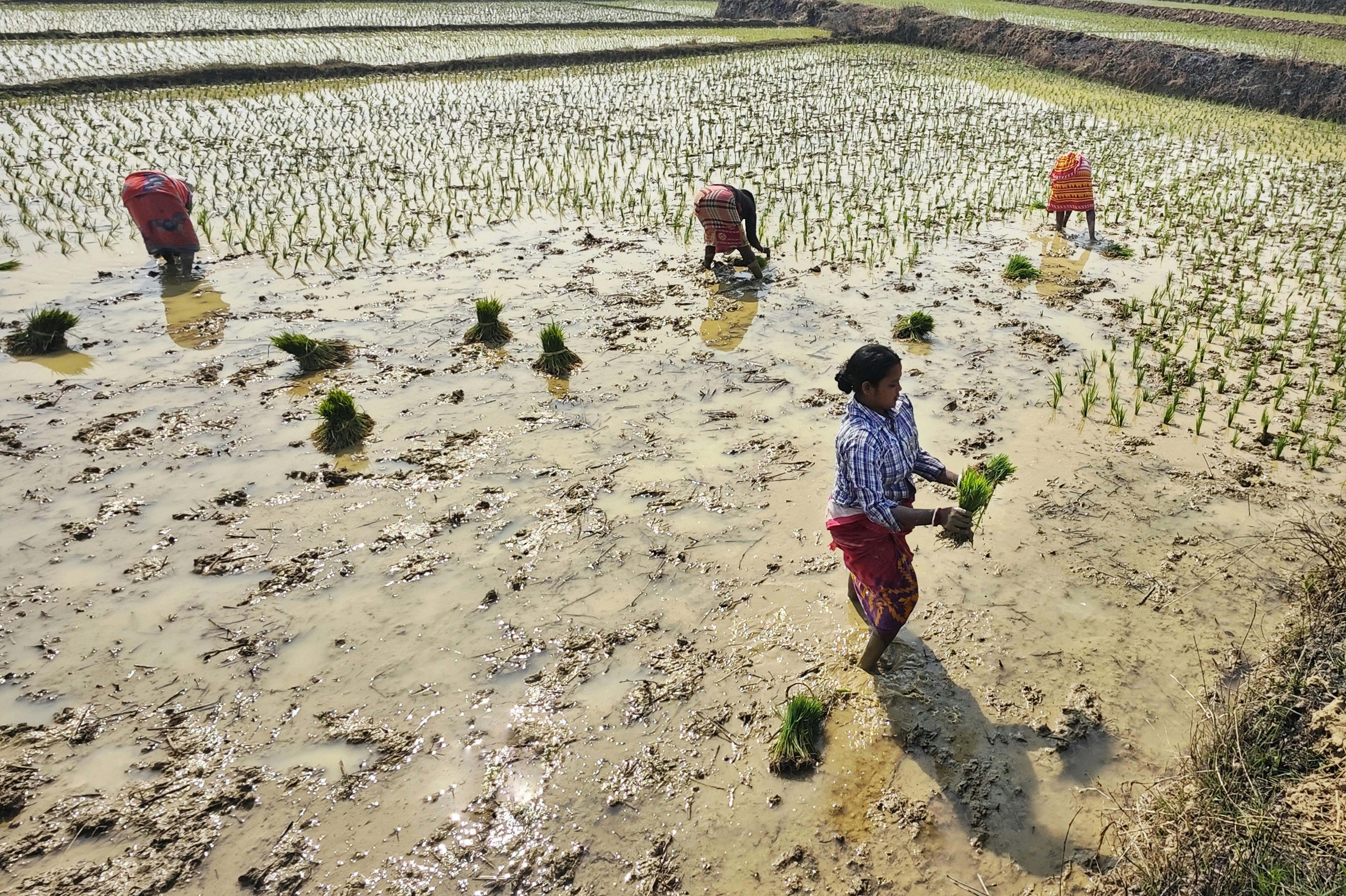 Women Working in the Rice Field · Free Stock Photo