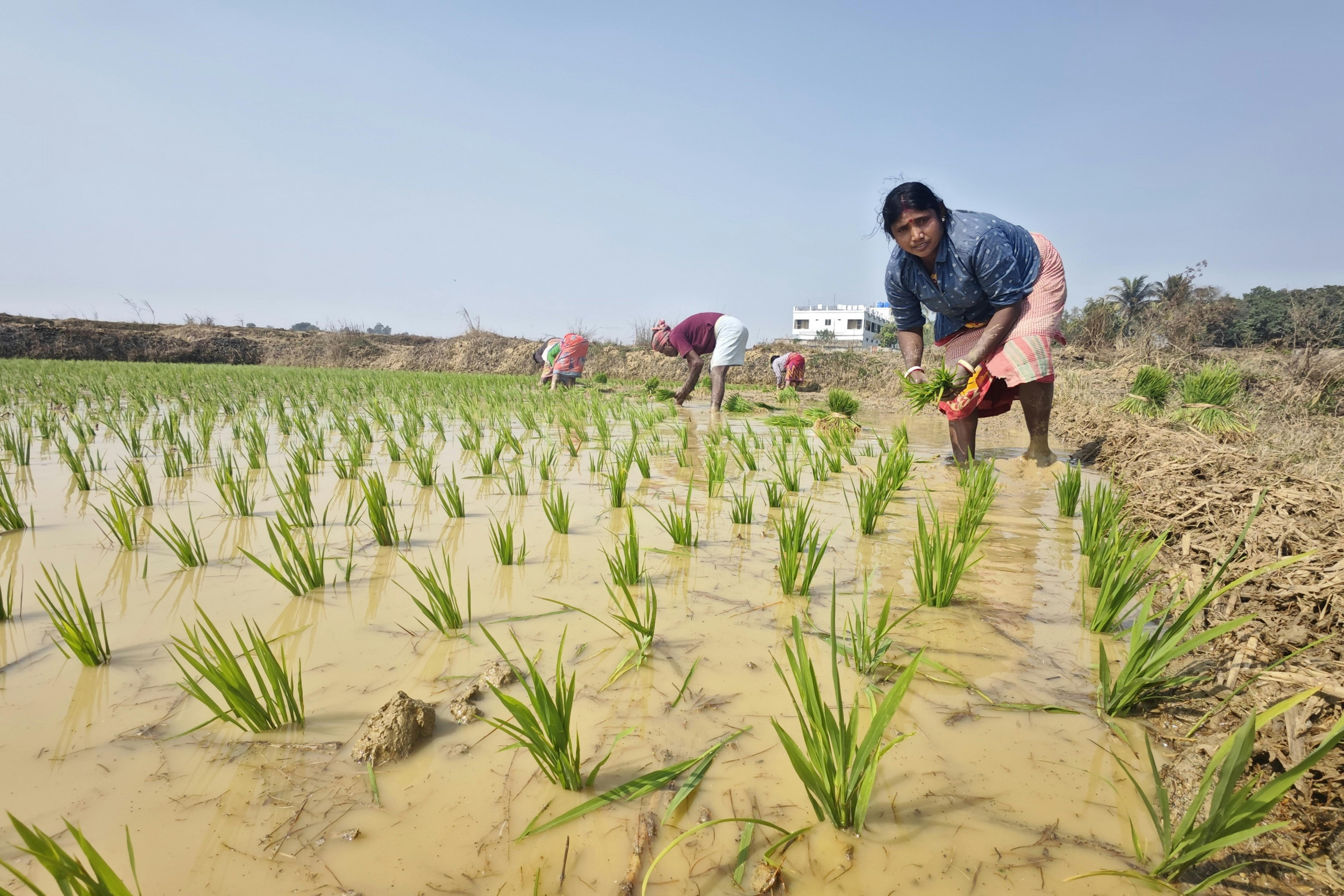 Farmers Working in the Rice Field · Free Stock Photo