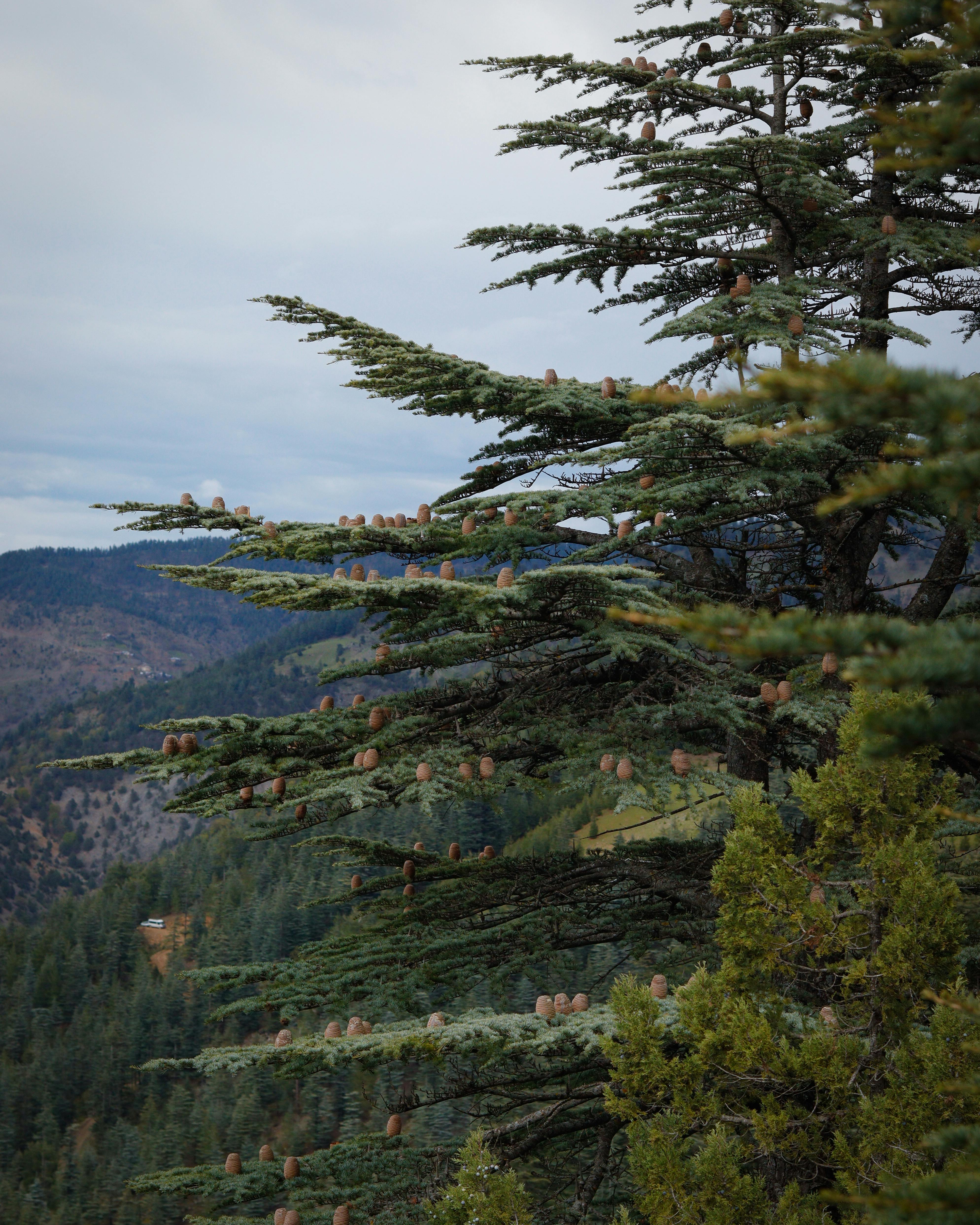 Cedar Tree and Mountains in the Background · Free Stock Photo