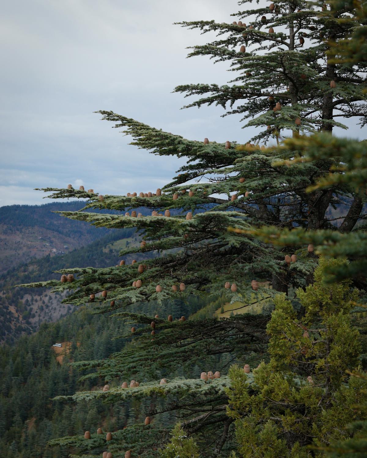Cedar Tree Photos, Download The BEST Free Cedar Tree Stock Photos & HD ...