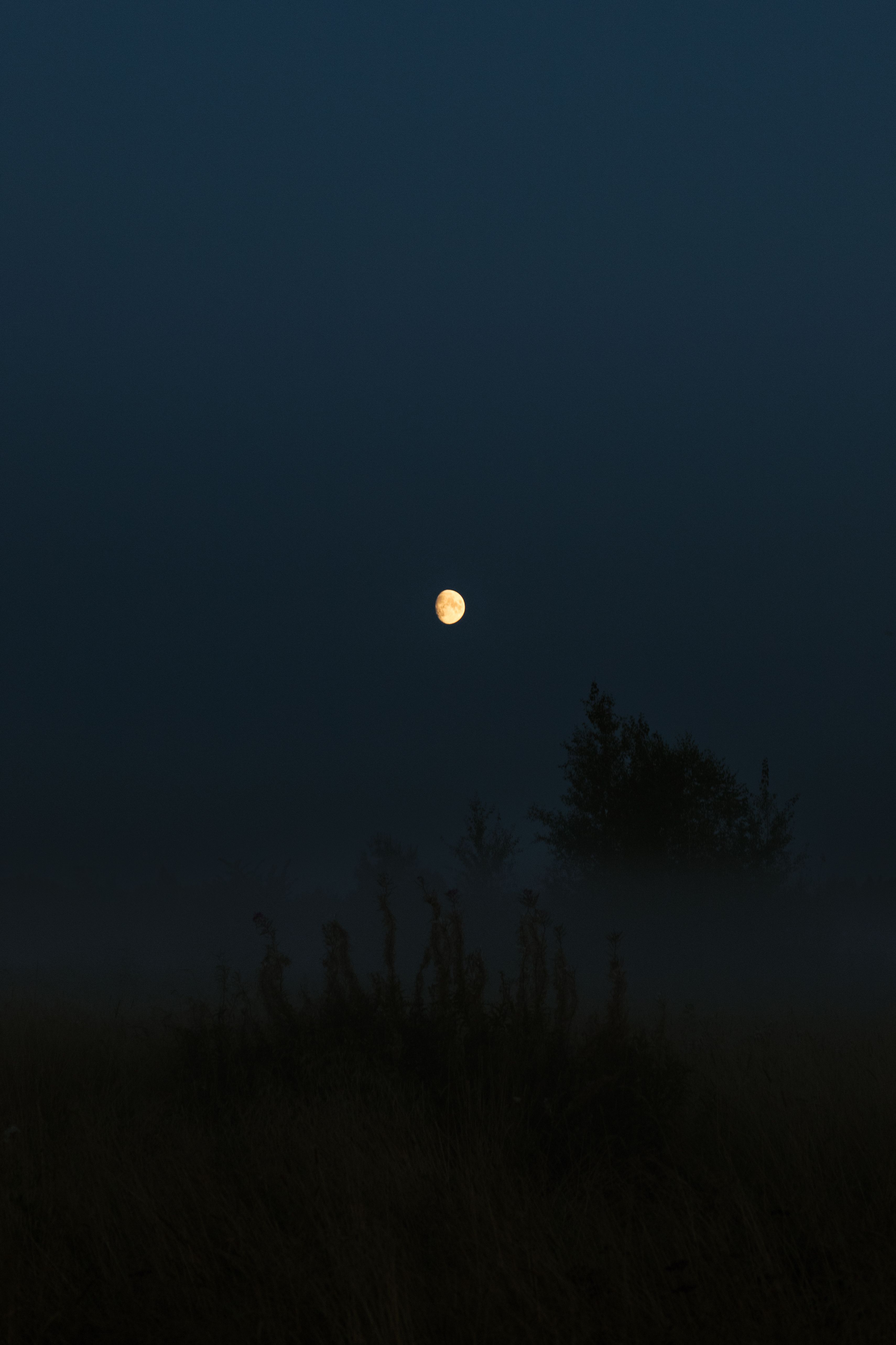 Moon over Fog Covered Trees at Dusk · Free Stock Photo