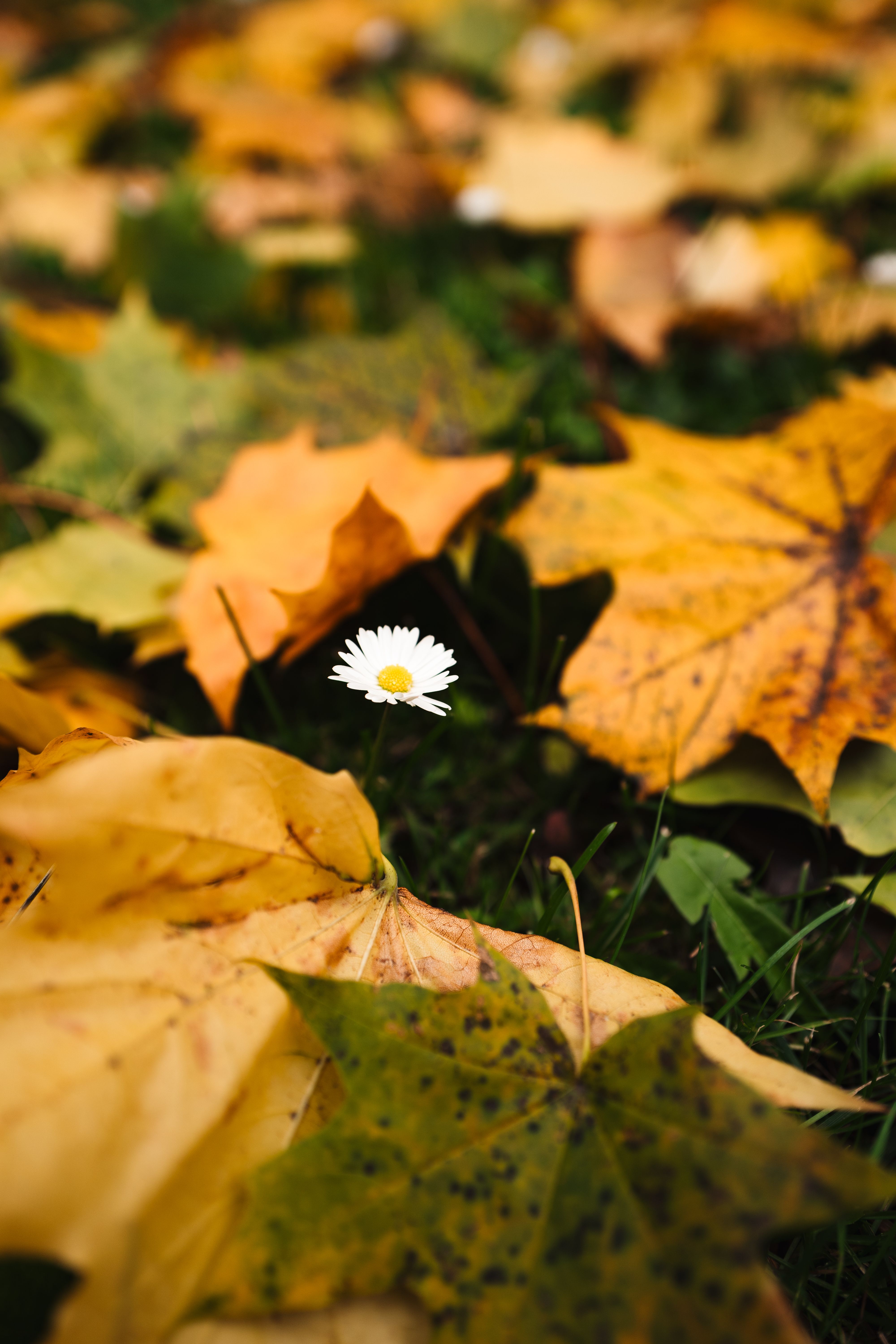 A single flower in the middle of a field of leaves · Free Stock Photo