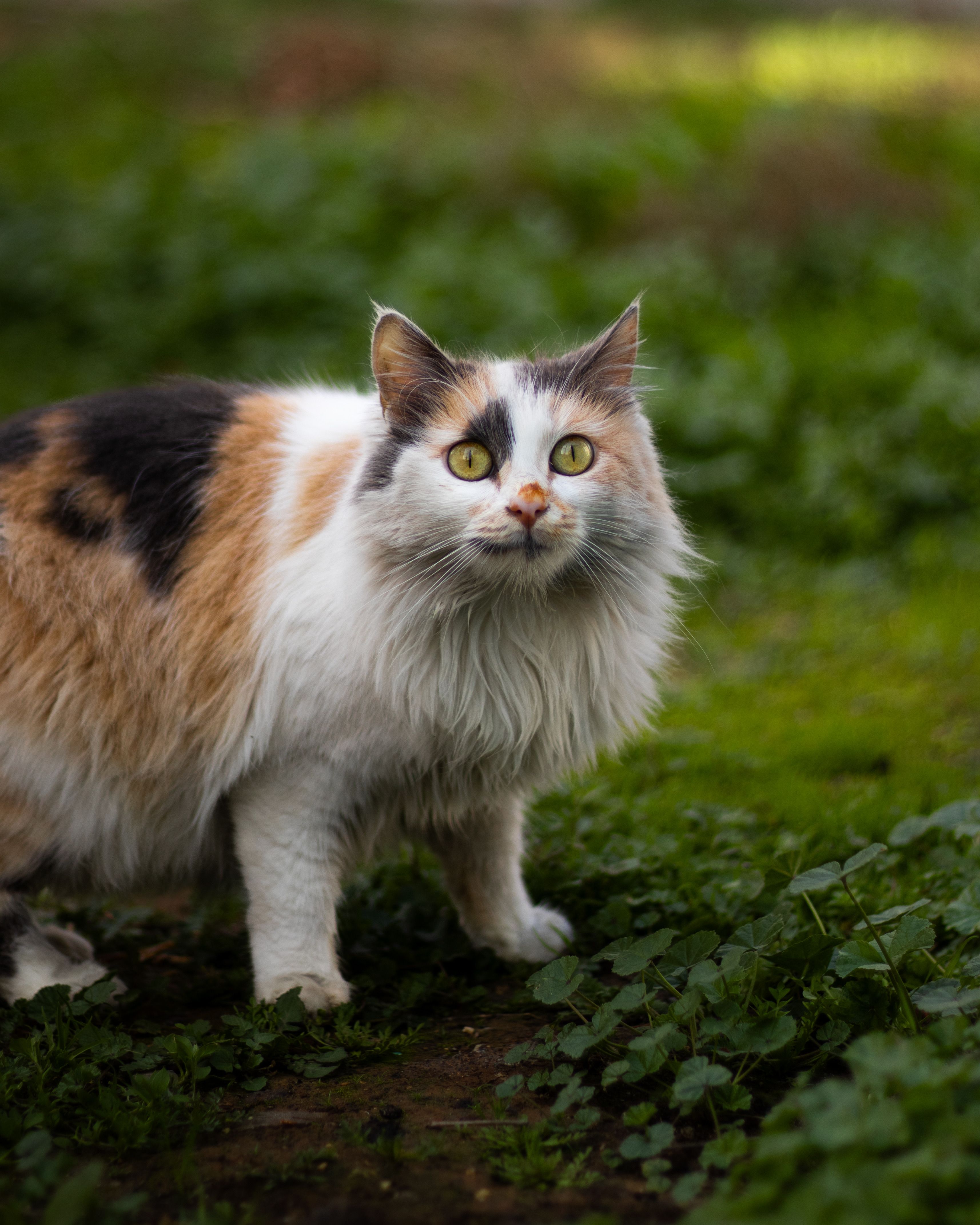 White And Brown Cat Photos, Download The BEST Free White And Brown Cat ...