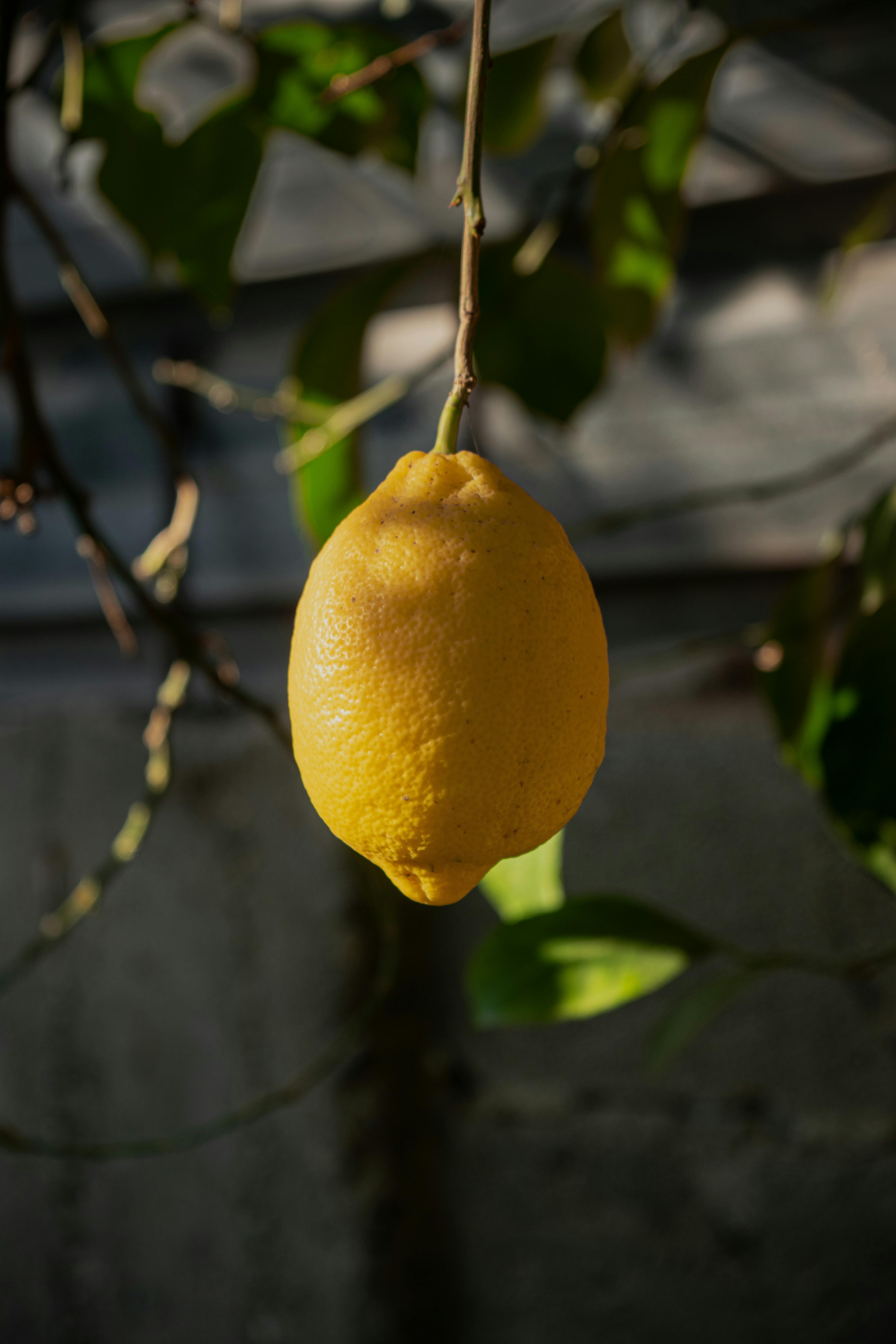 Lemons on tree · Free Stock Photo