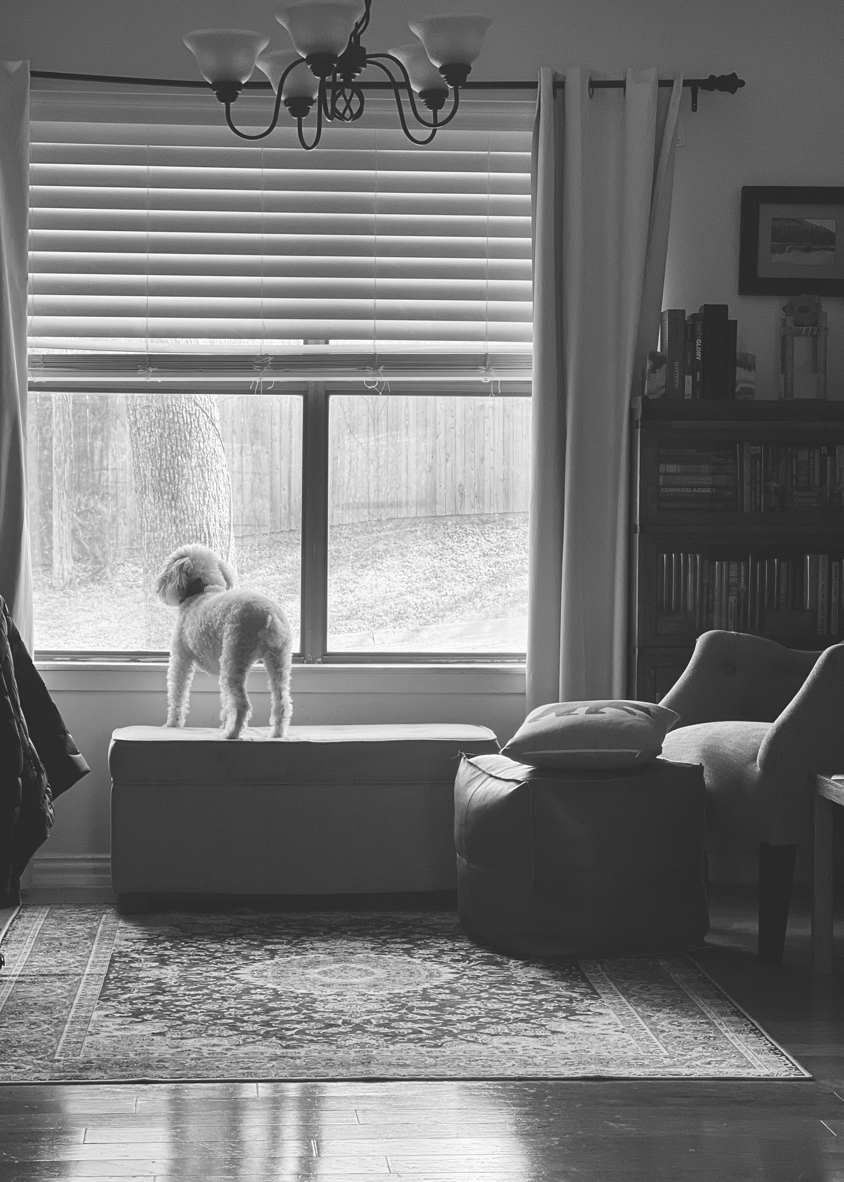 A Dog Looking Out of the Window · Free Stock Photo