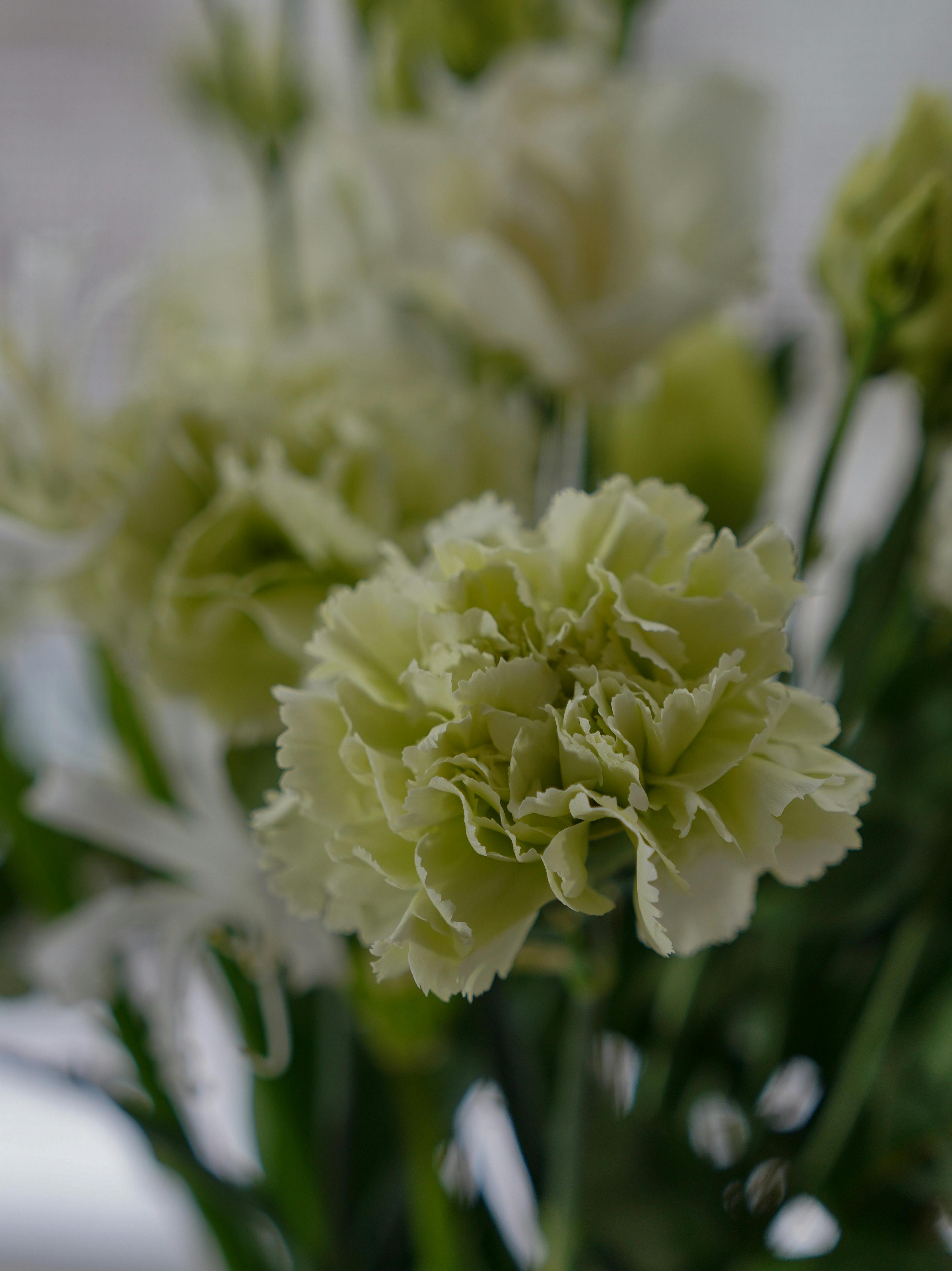 Close-up on Bouquet of Green Carnations · Free Stock Photo