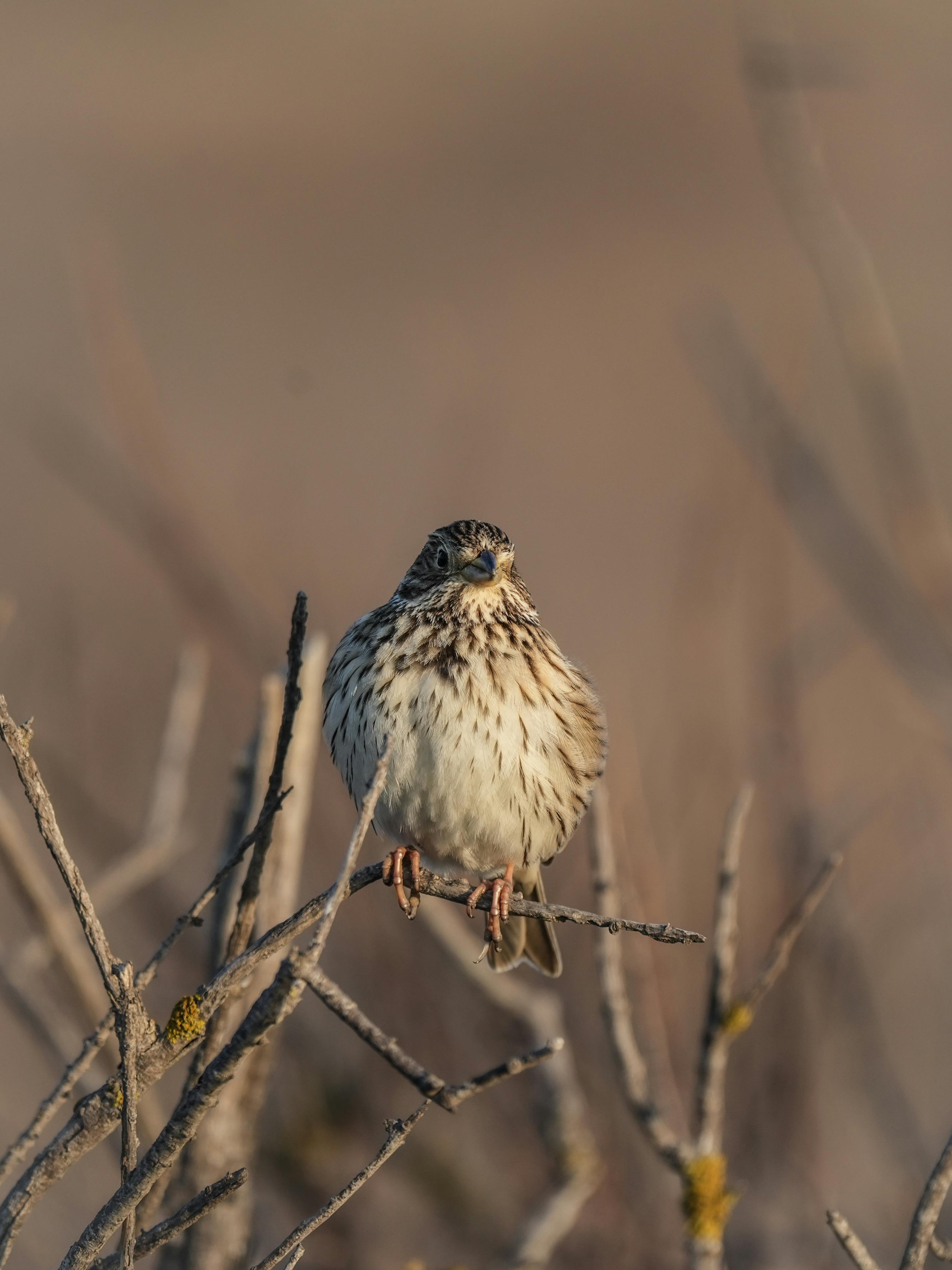 Vesper Sparrow Bird in Nature · Free Stock Photo