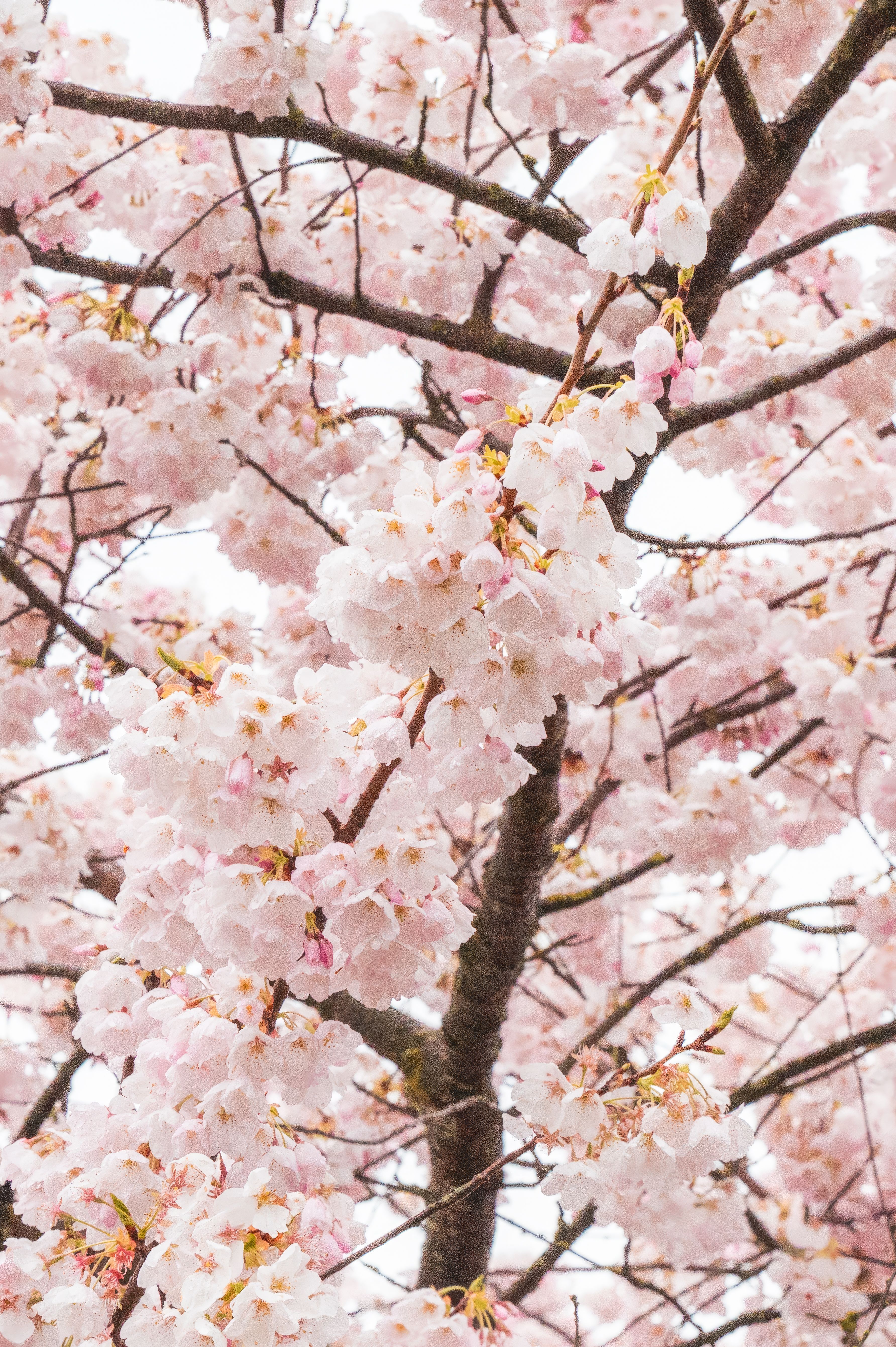 Close-up of Light Pink Cherry Blossom · Free Stock Photo