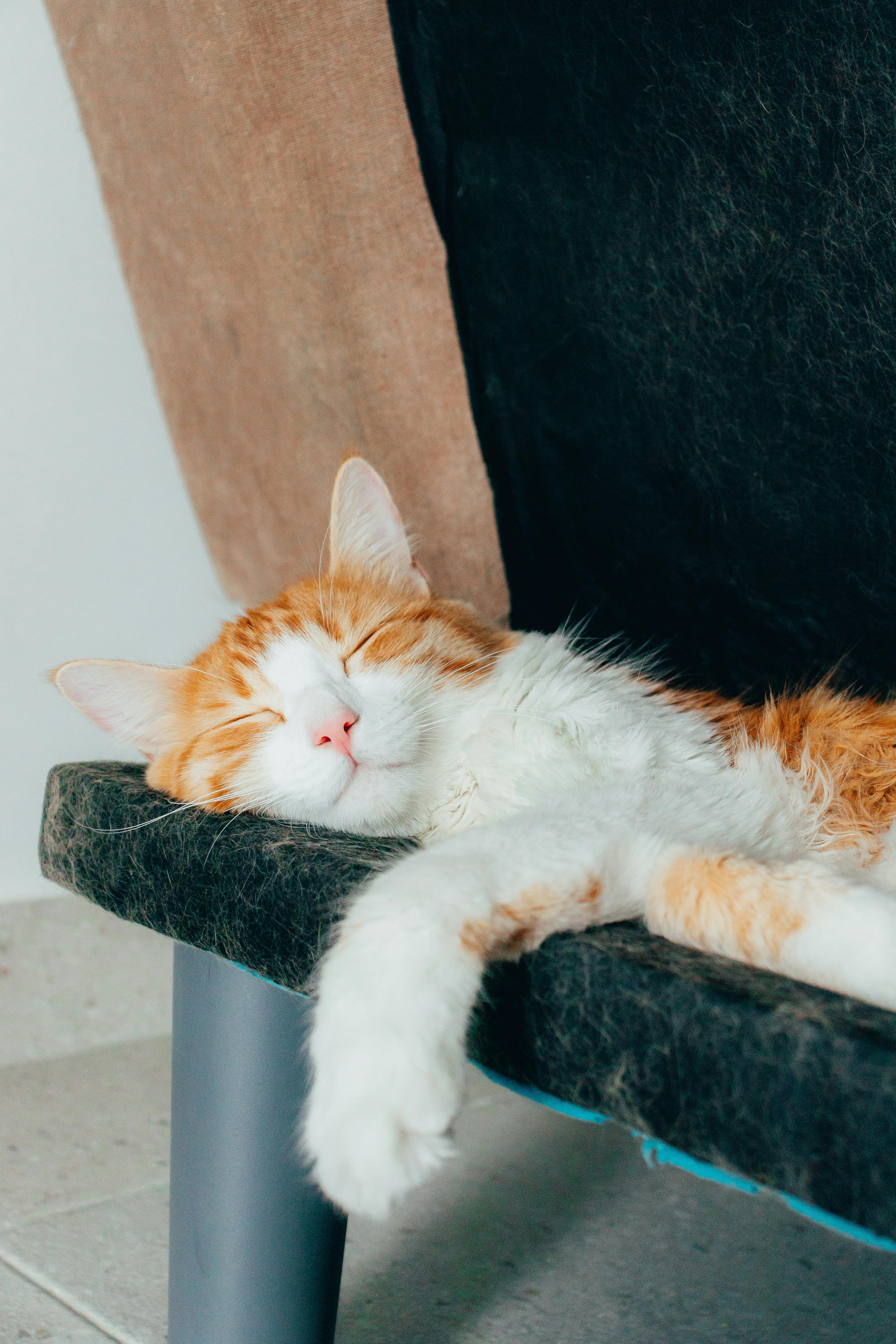 Cat Sleeping in Cat Bed · Free Stock Photo