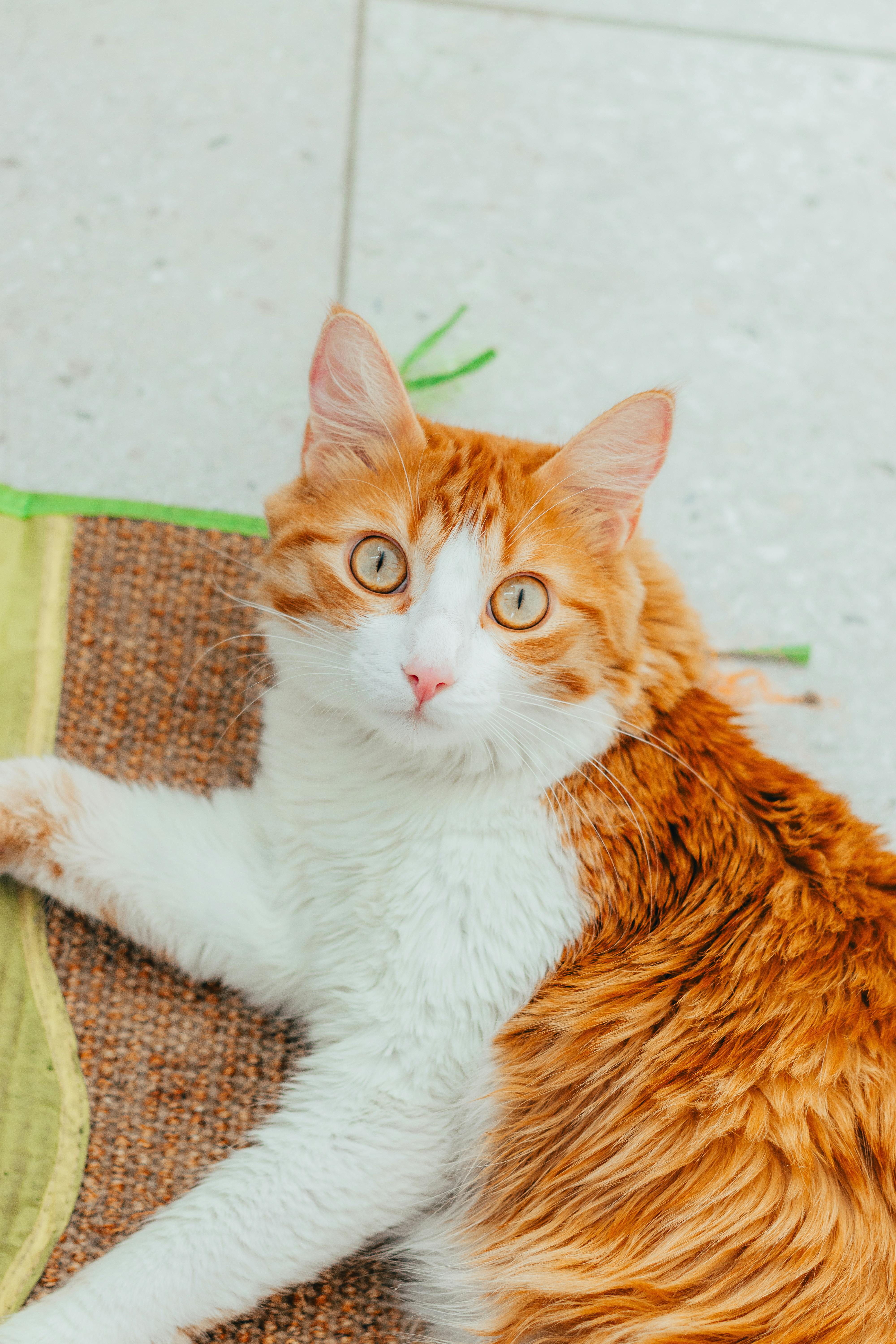 Fluffy Orange Cat Lying on Floor · Free Stock Photo