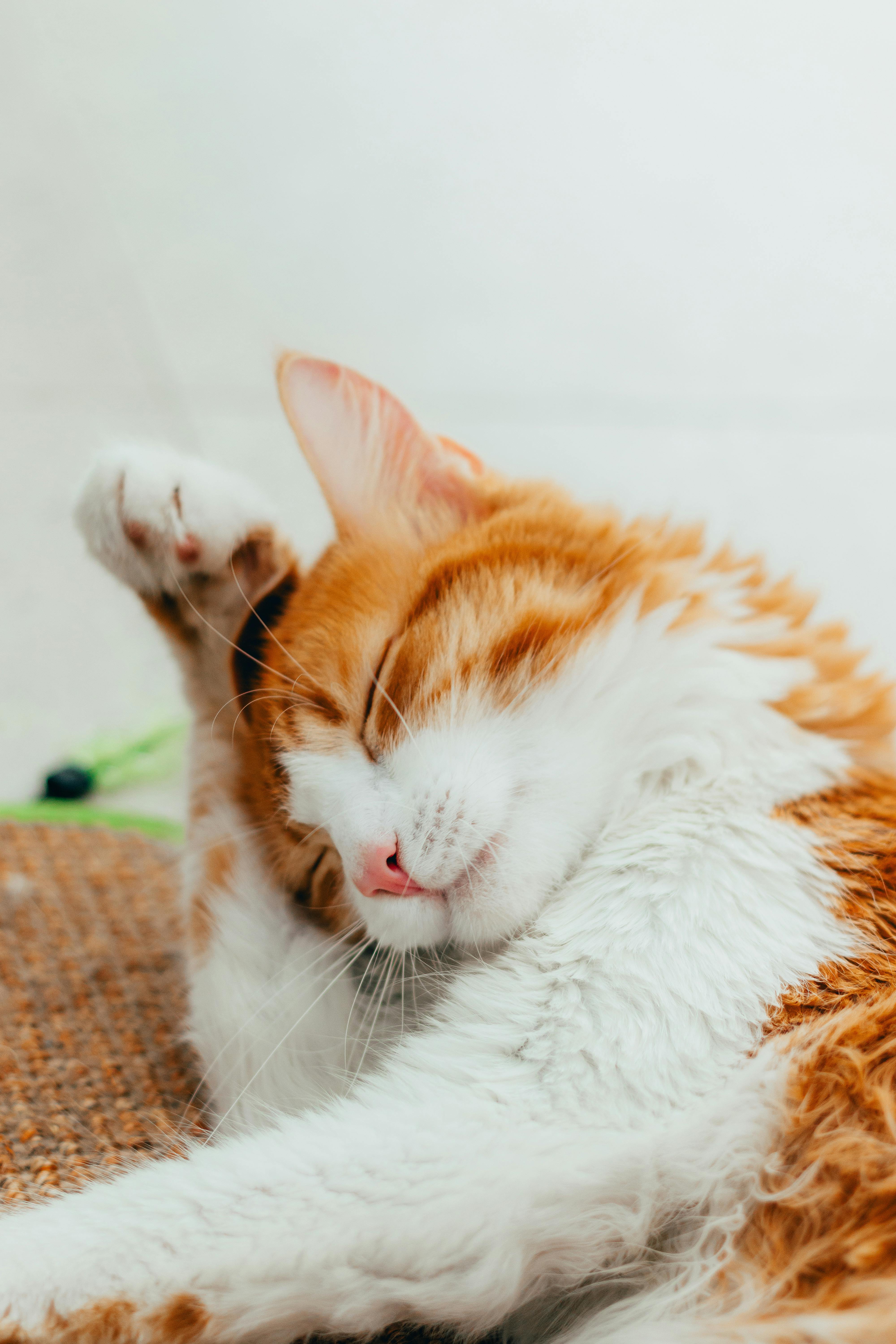 Anim Photos, Download The BEST Free Anim Stock Photos & HD Images