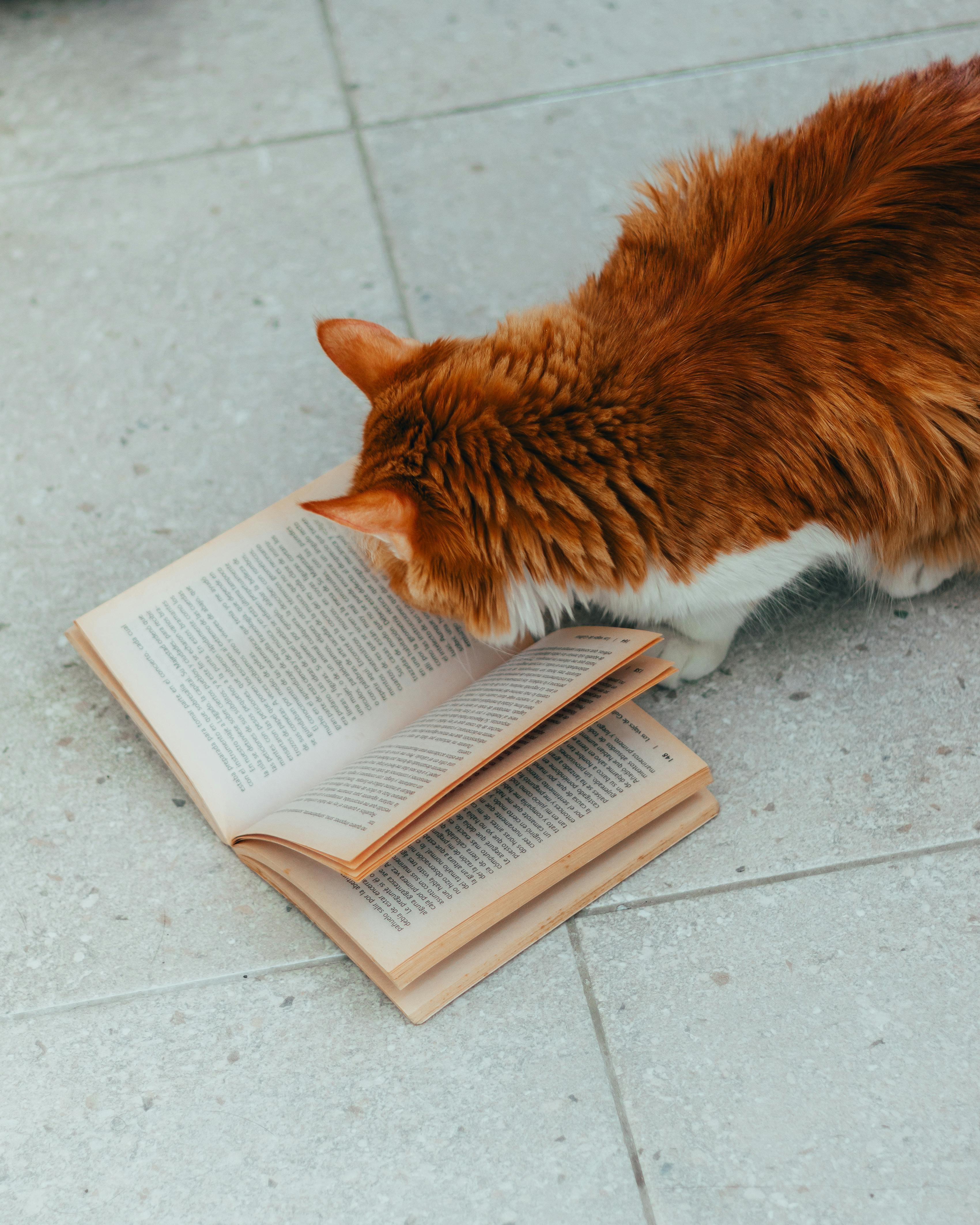 Cat And Book Photos, Download The BEST Free Cat And Book Stock Photos ...