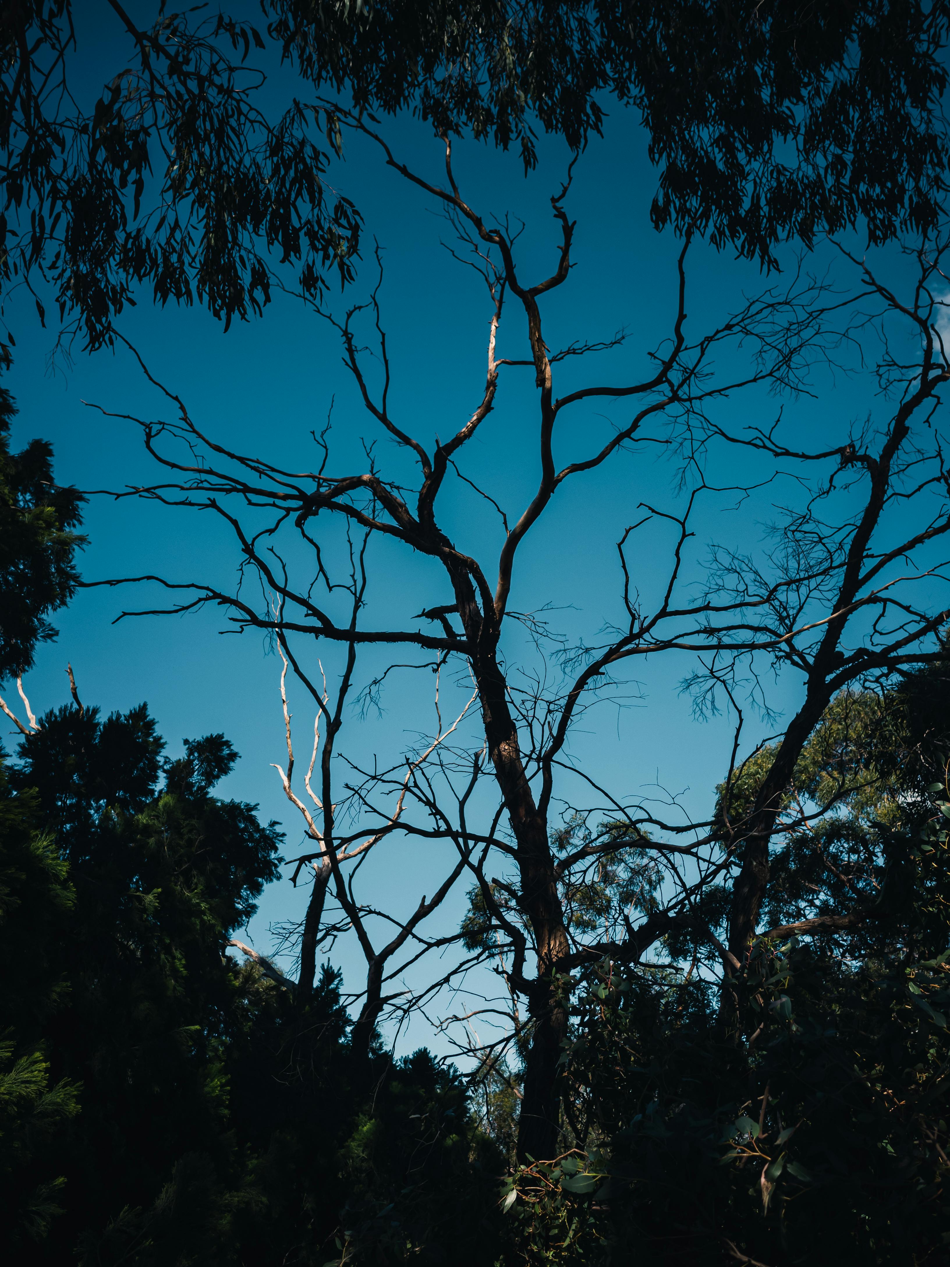 Withered Fig Tree Photos, Download The BEST Free Withered Fig Tree ...