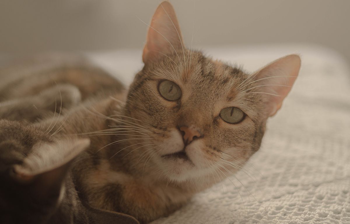 Tabby Cat Photos, Download The BEST Free Tabby Cat Stock Photos & HD Images