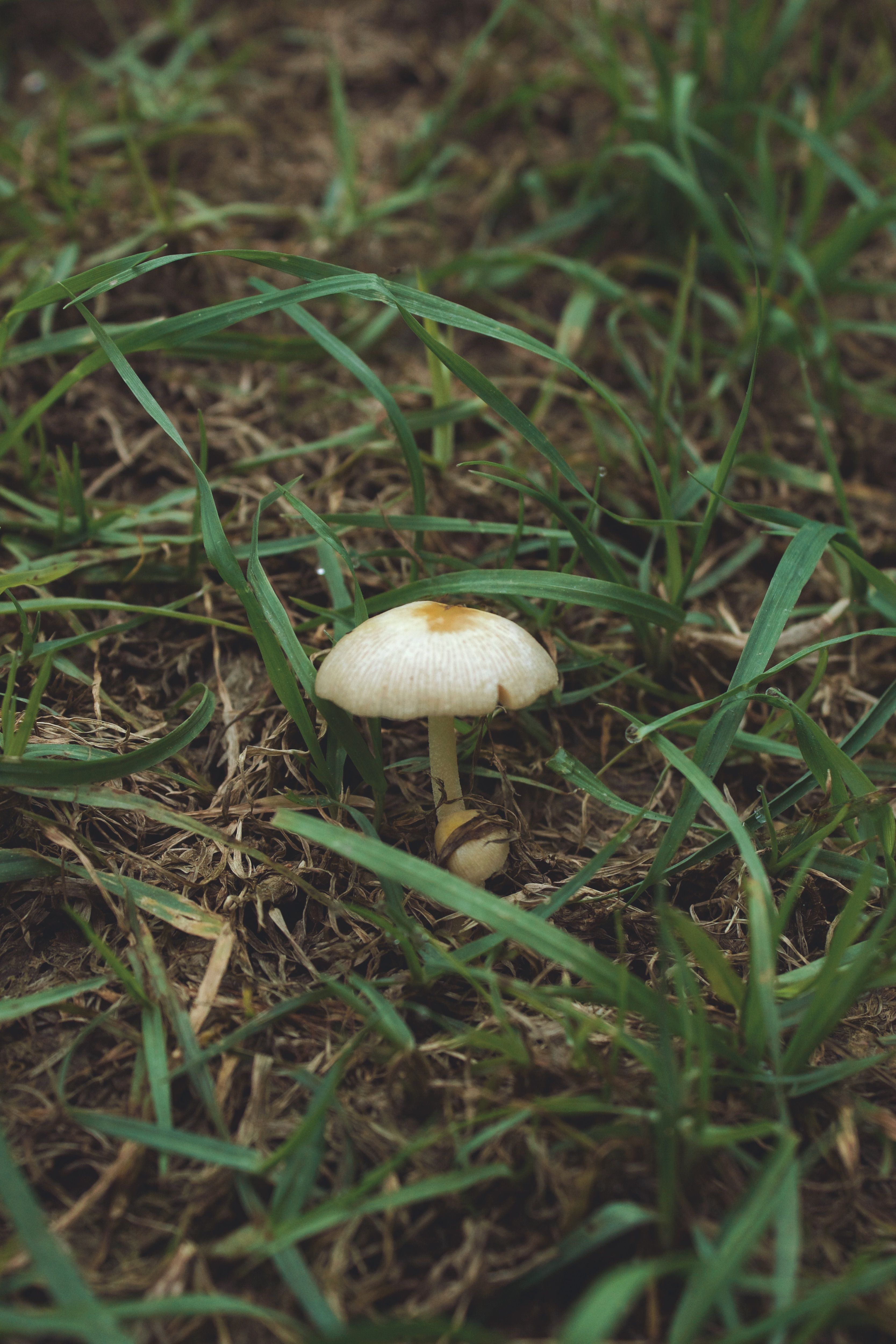Mushroom in Grass · Free Stock Photo