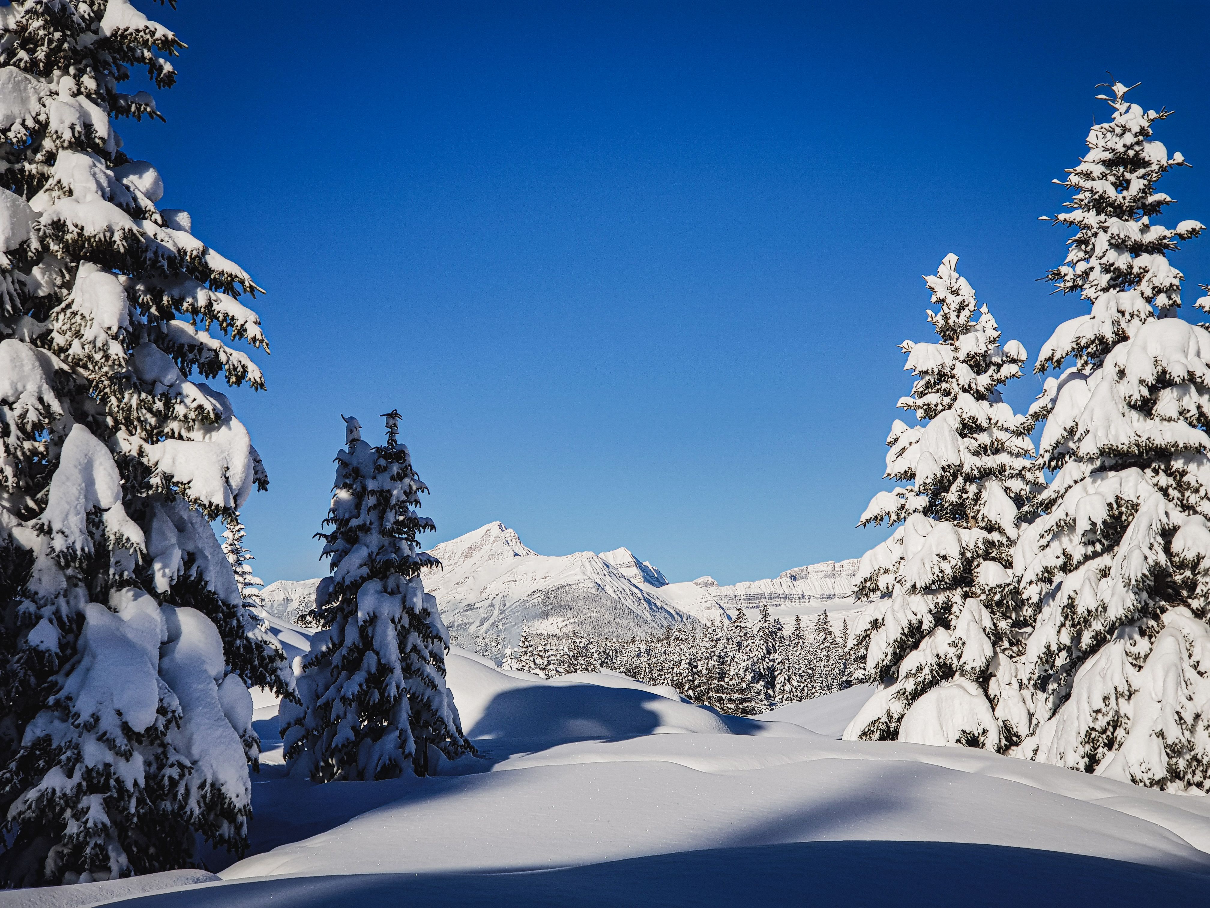 Clear Sky over Evergreen Trees in Snow · Free Stock Photo
