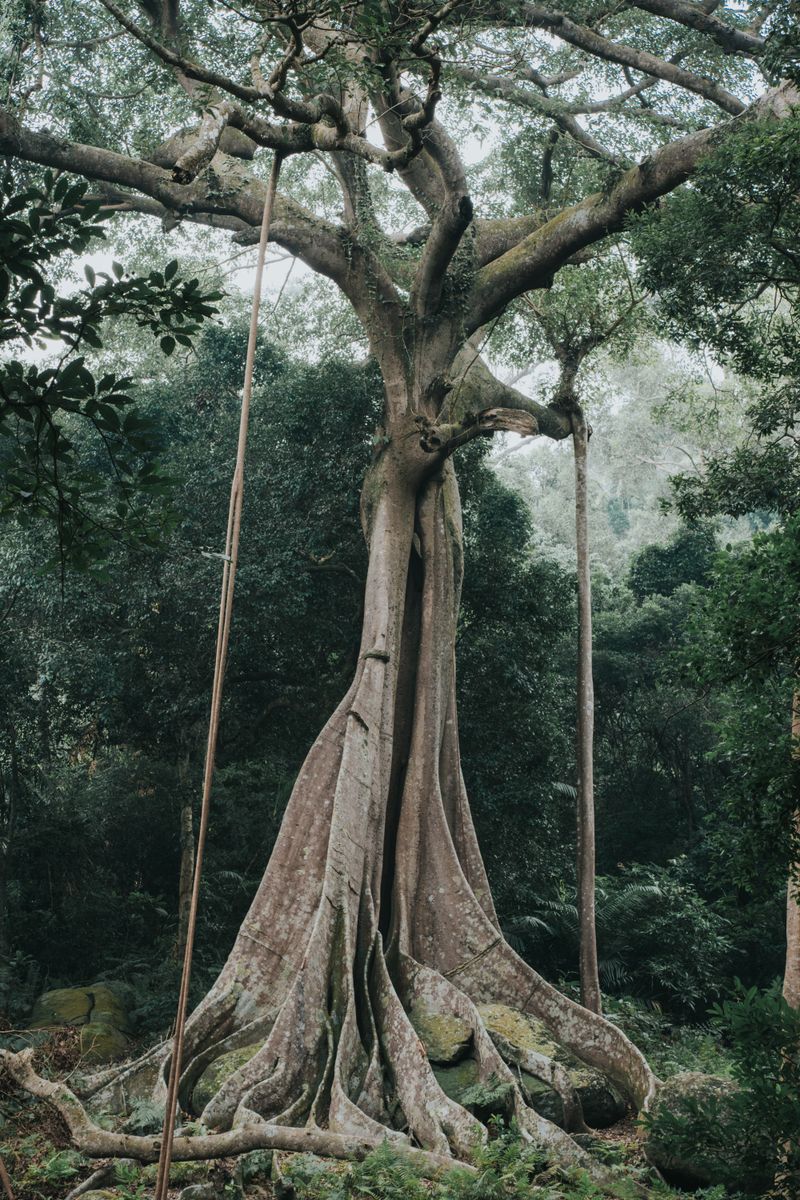 Tree Trunk Roots Photos, Download The BEST Free Tree Trunk Roots Stock ...
