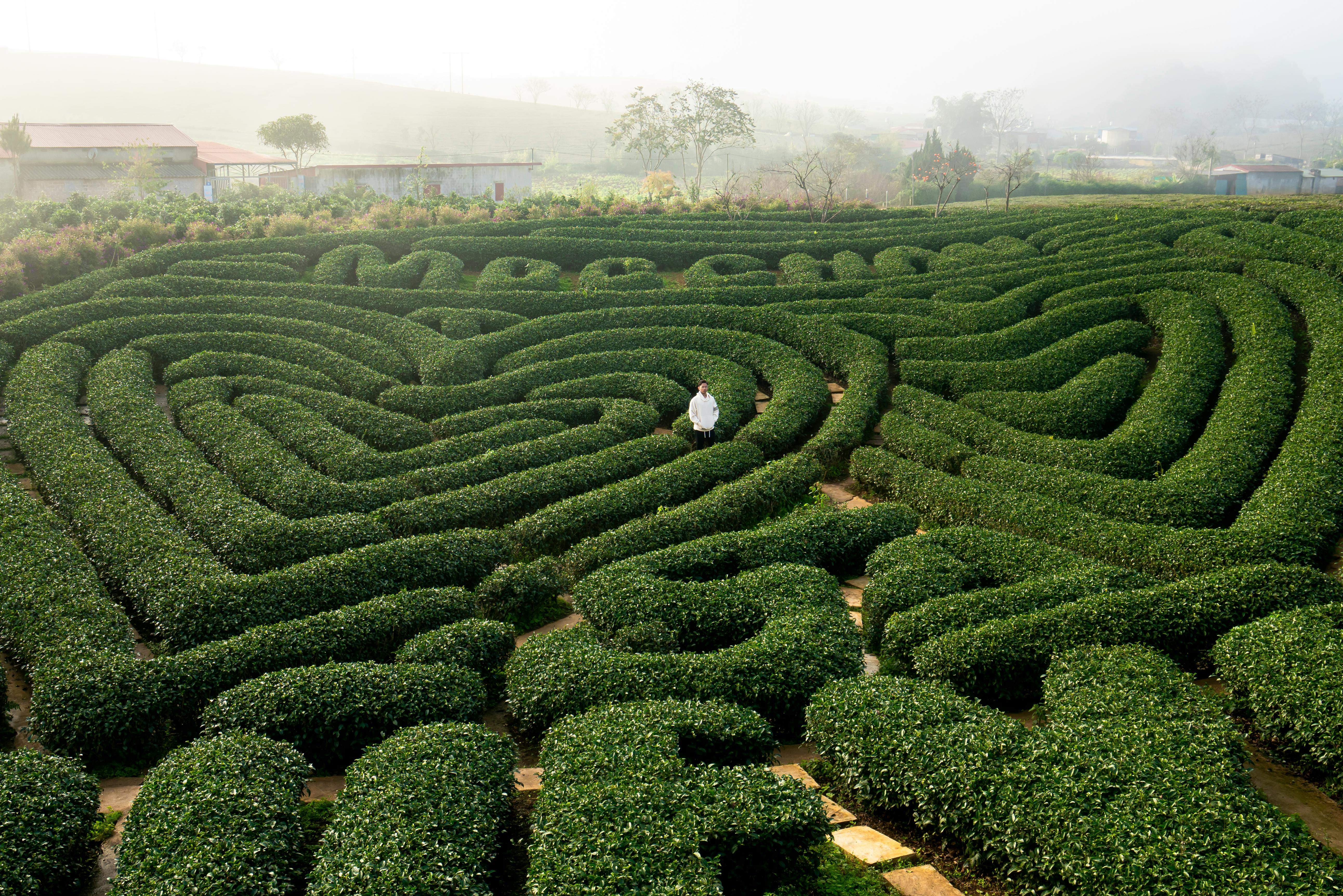Foto de stock gratuita sobre agricultura, al aire libre, arbusto verde ...