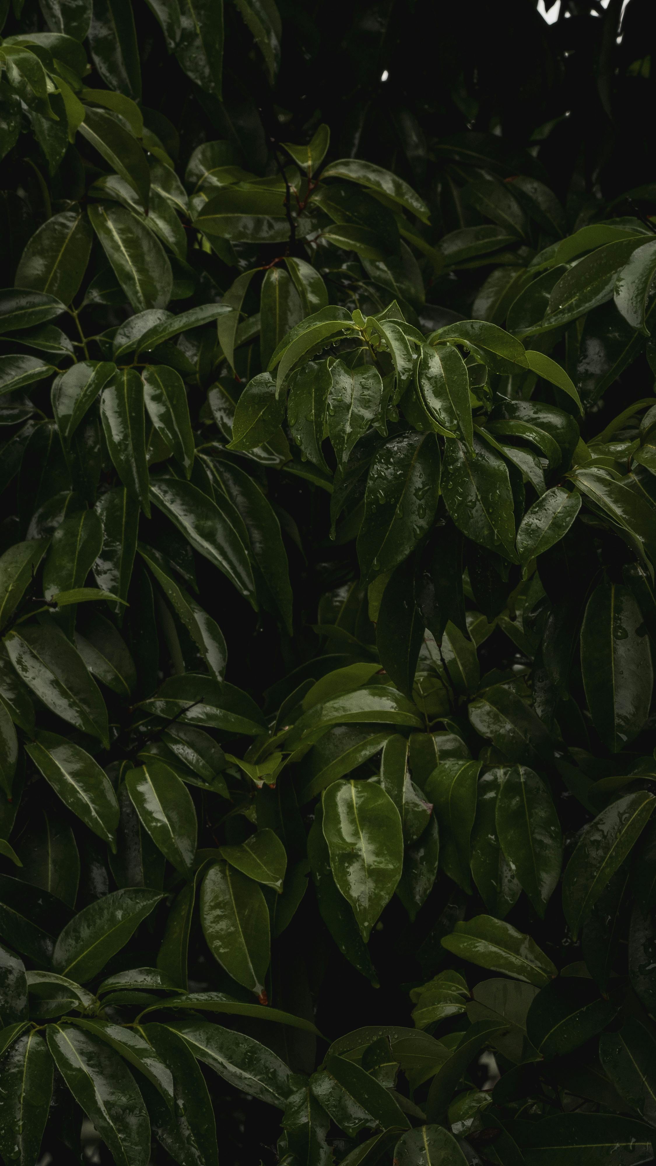 Thomas Holmes - Photography