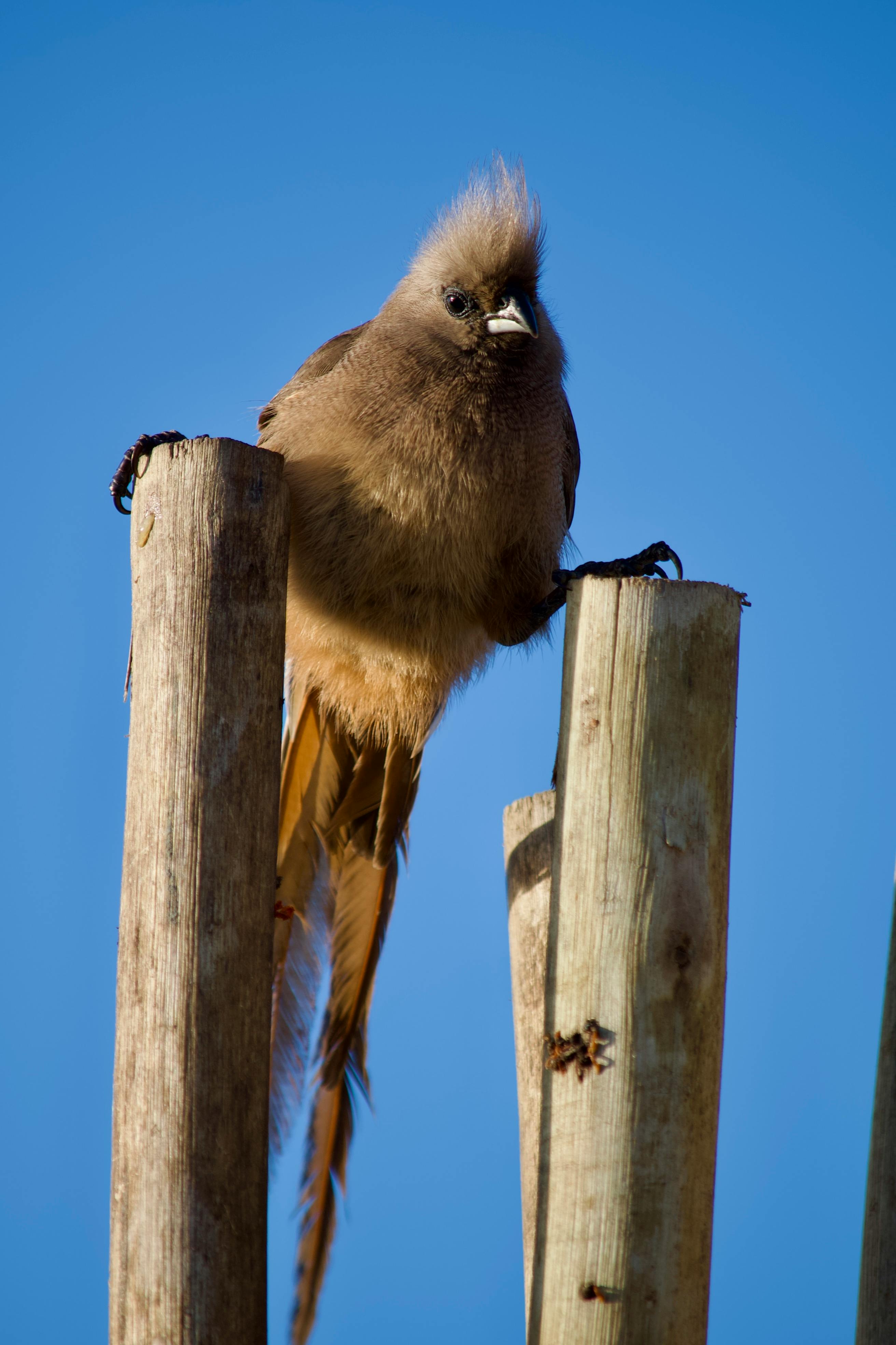 Standing Astride Photos, Download The BEST Free Standing Astride Stock ...