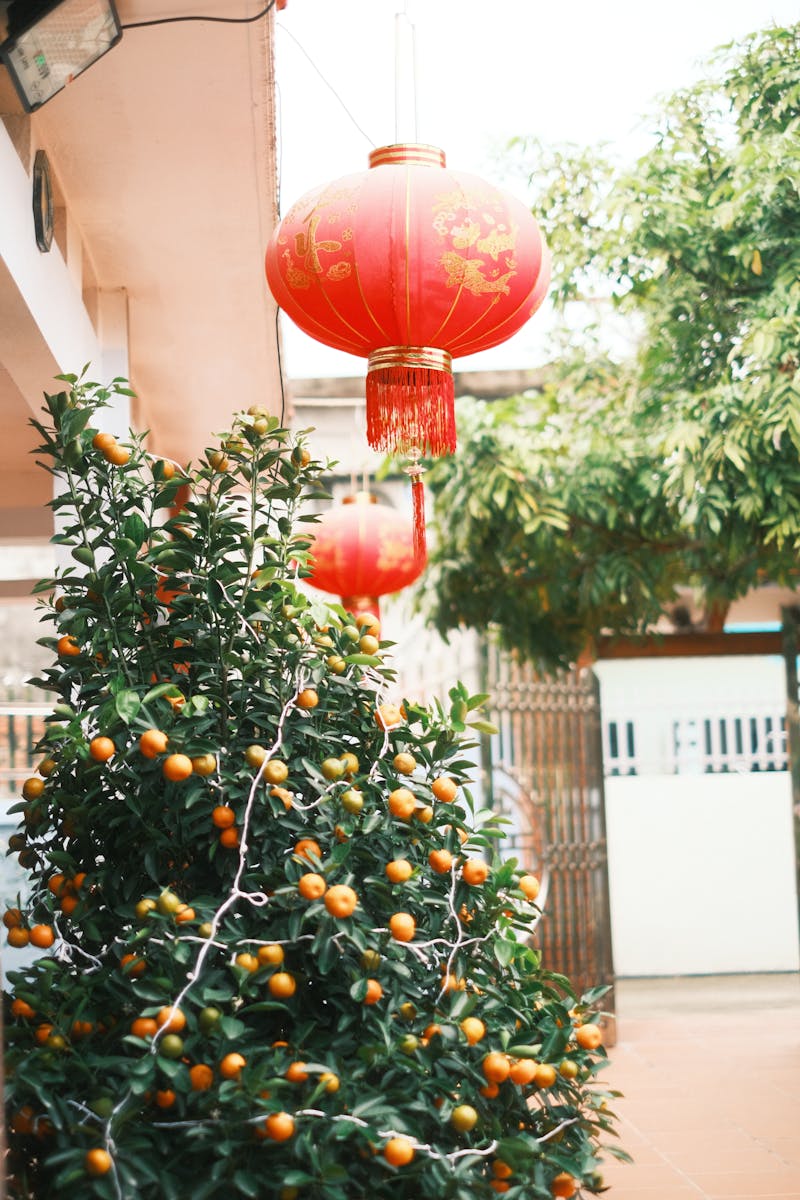 Orange Tree Photos, Download The BEST Free Orange Tree Stock Photos ...