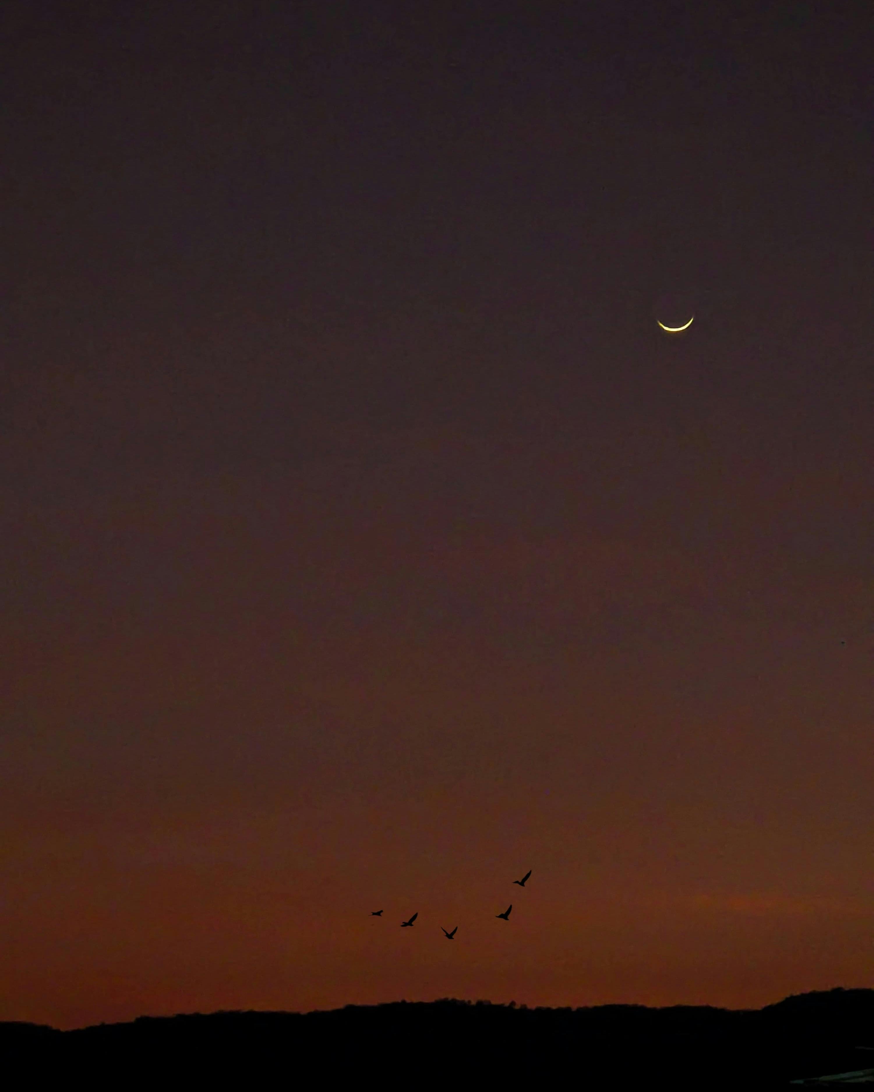 A crescent moon and birds flying in the sky · Free Stock Photo