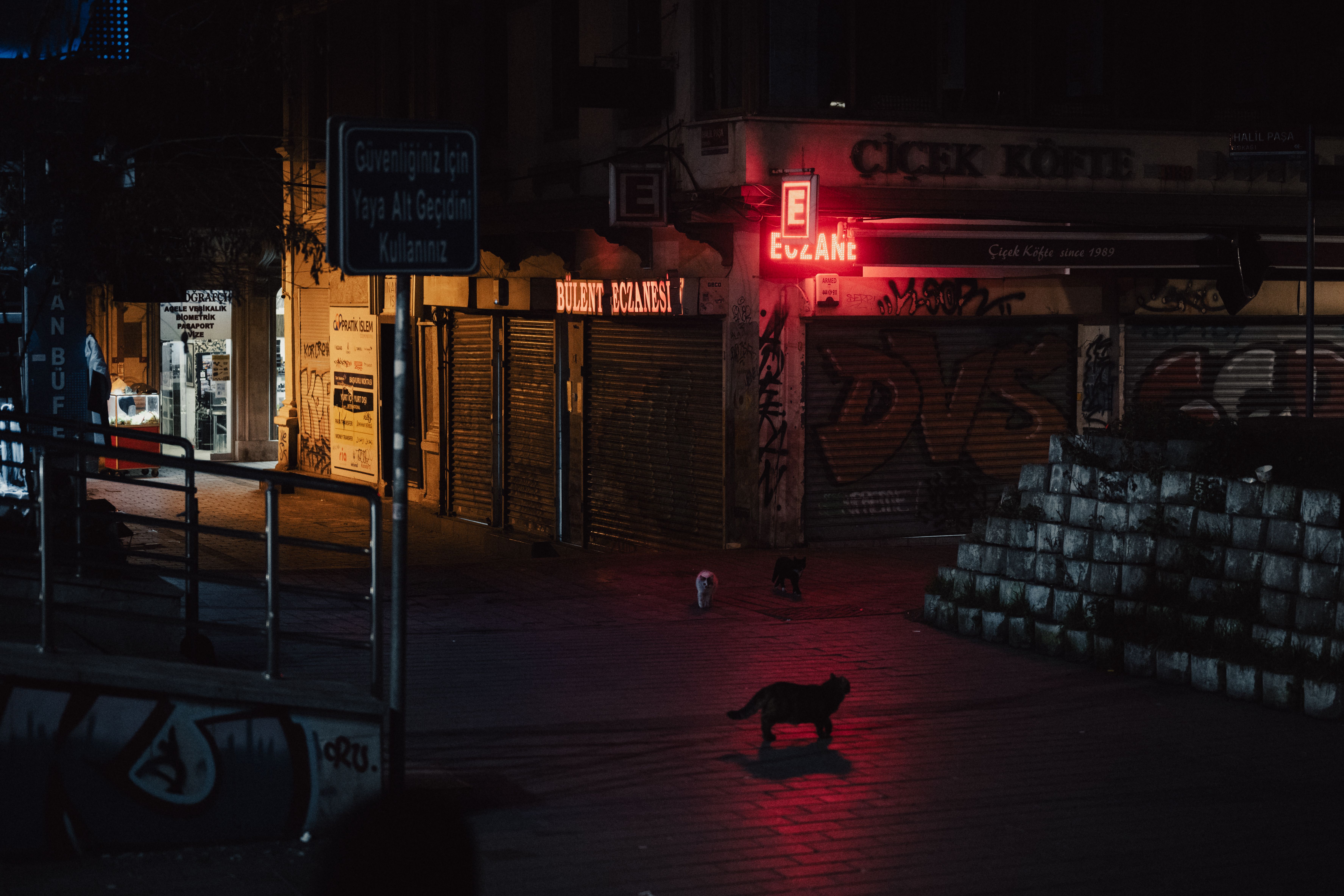 A cat is walking down a street at night · Free Stock Photo