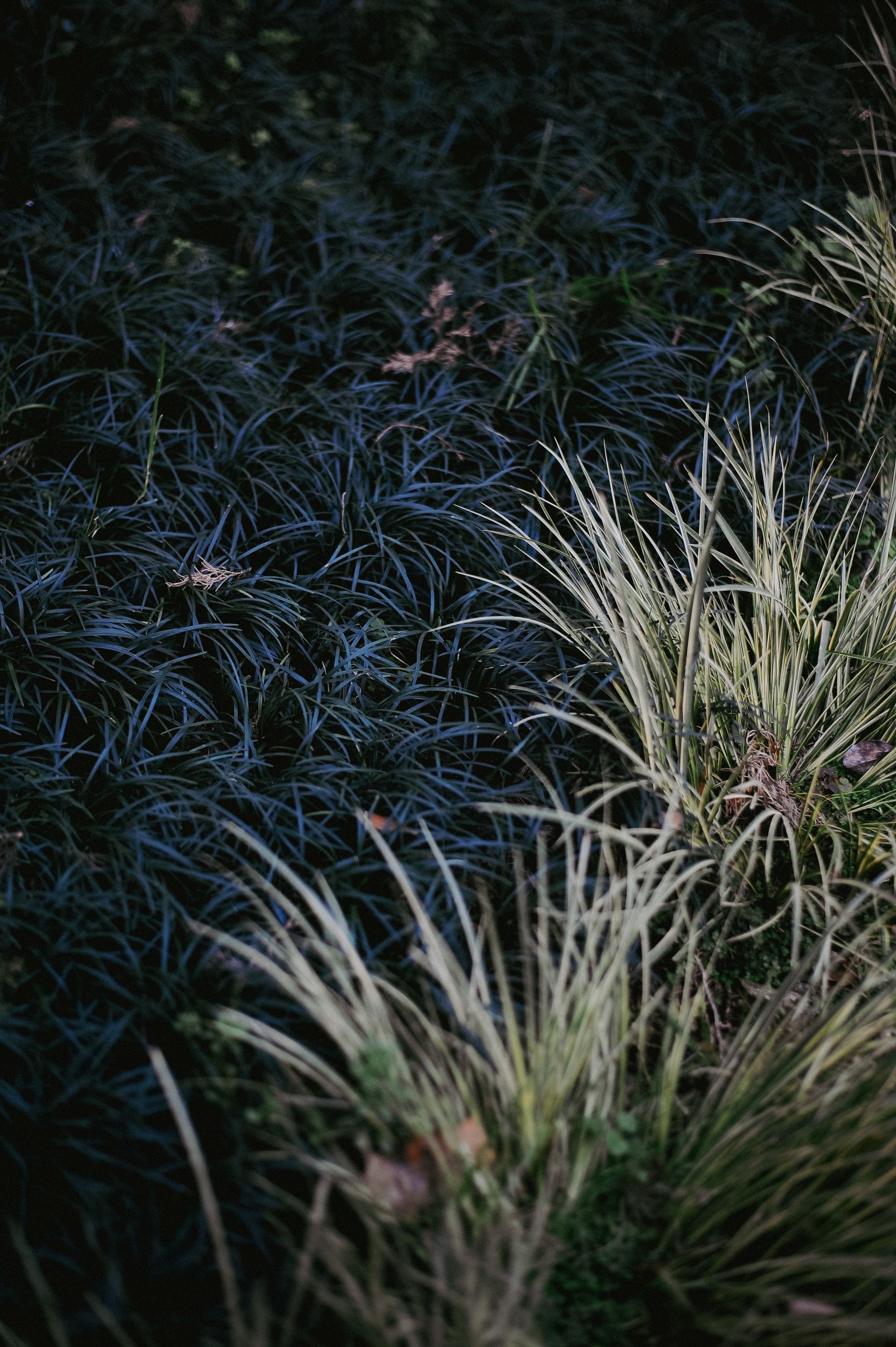 Faded Greens Photos, Download The BEST Free Faded Greens Stock Photos ...