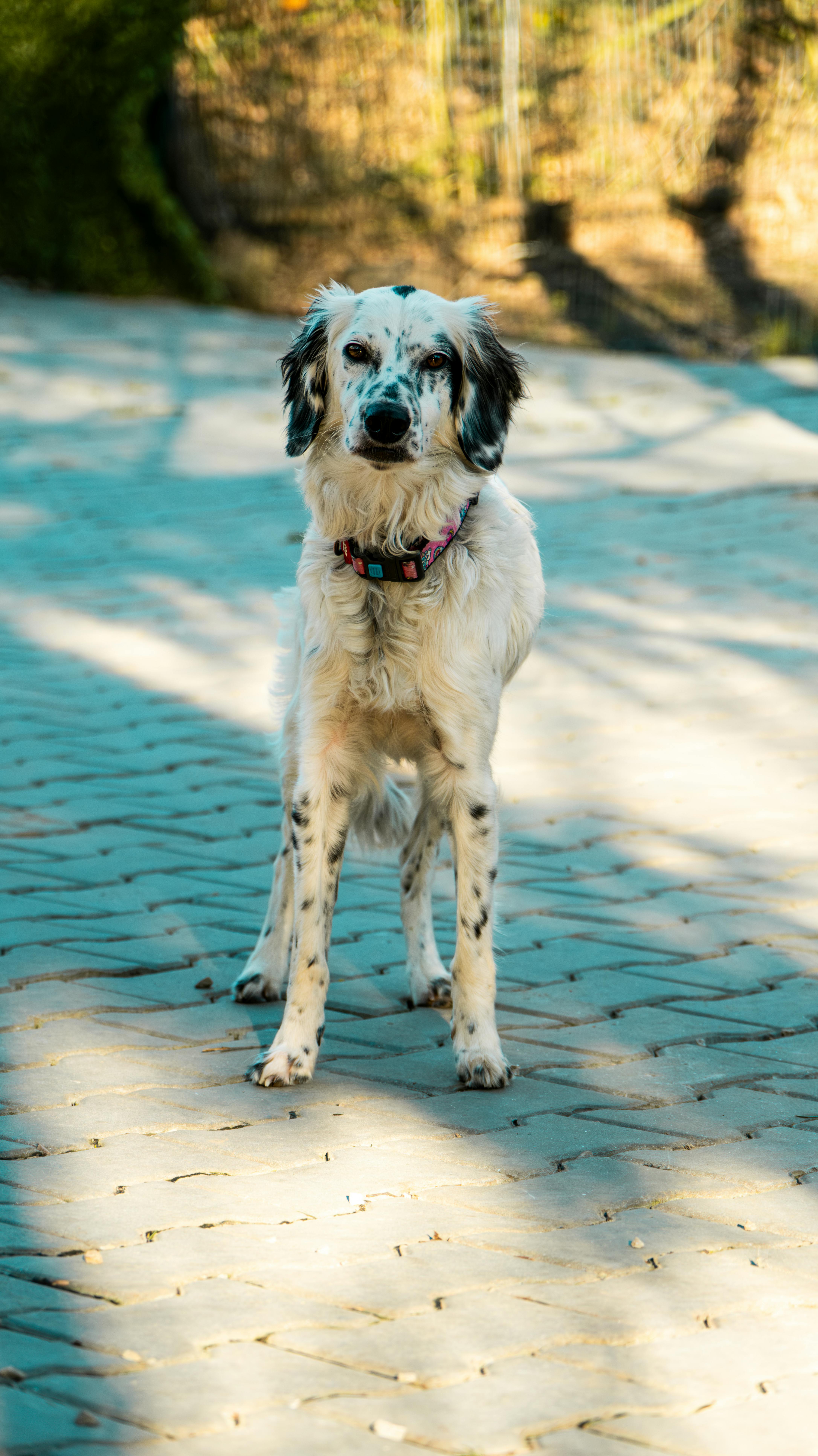 Dog with Patches Standing in a Yard · Free Stock Photo
