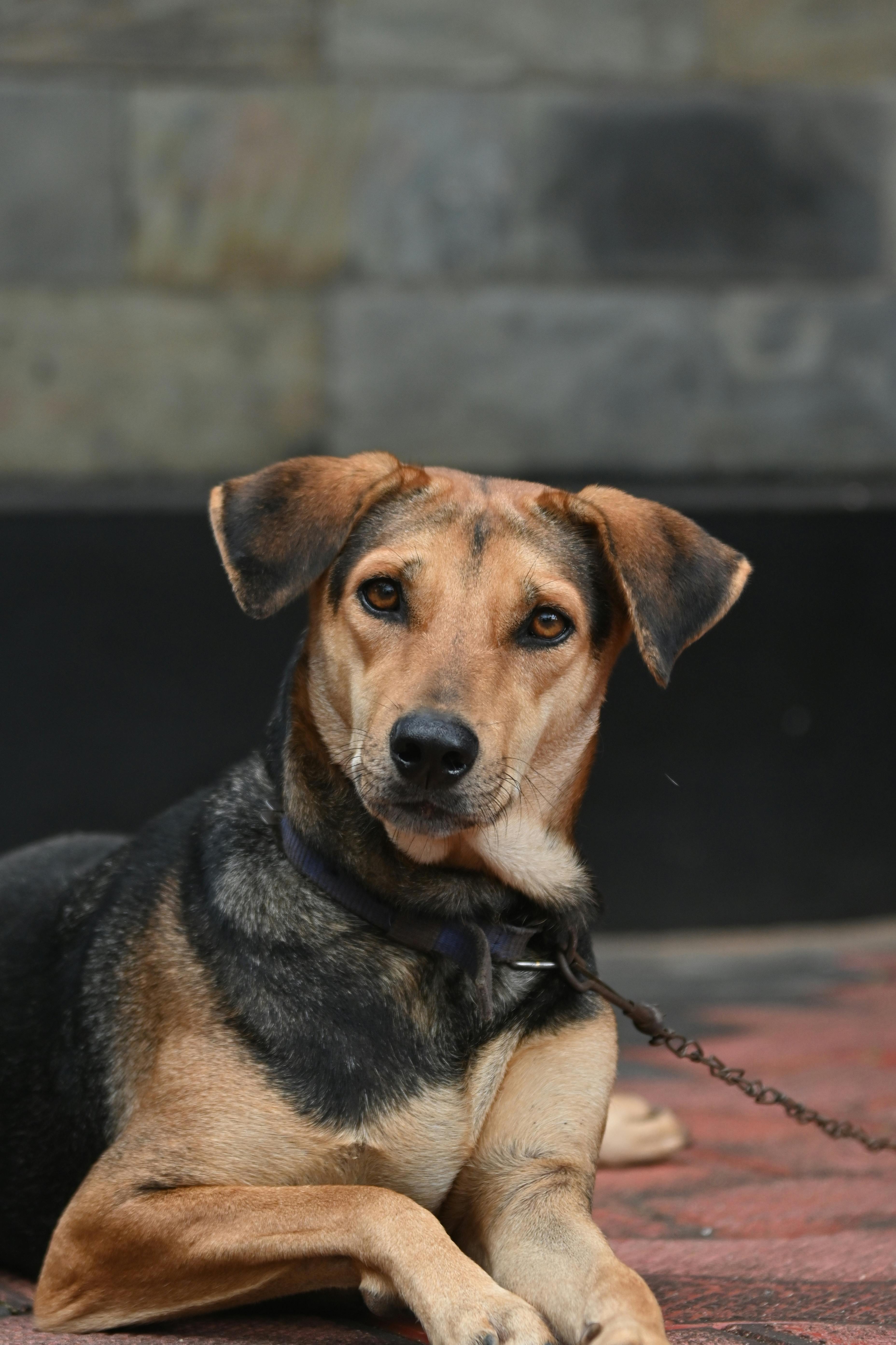 Brian Royston Rodrigues - Photography