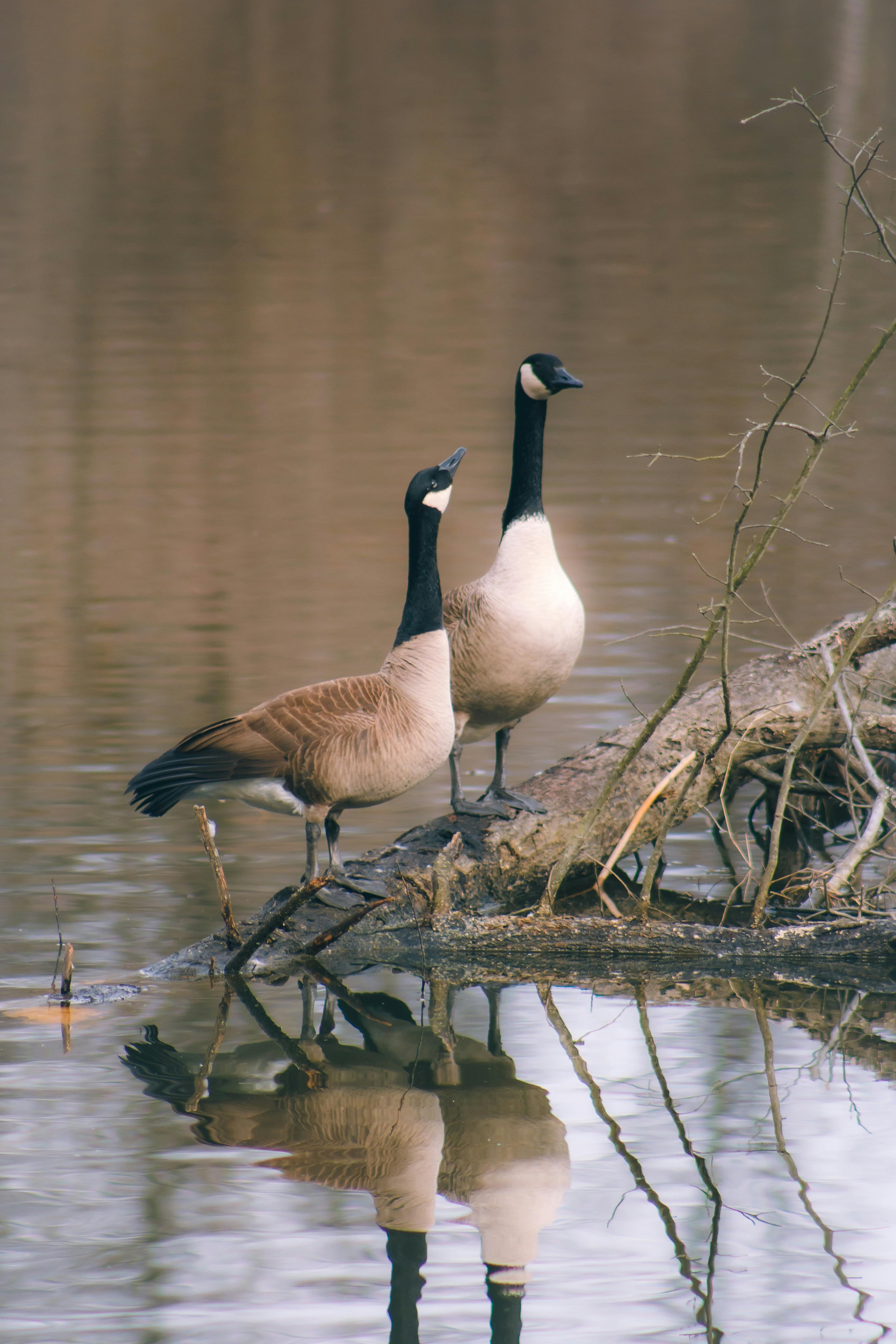 Geese on Lake · Free Stock Photo