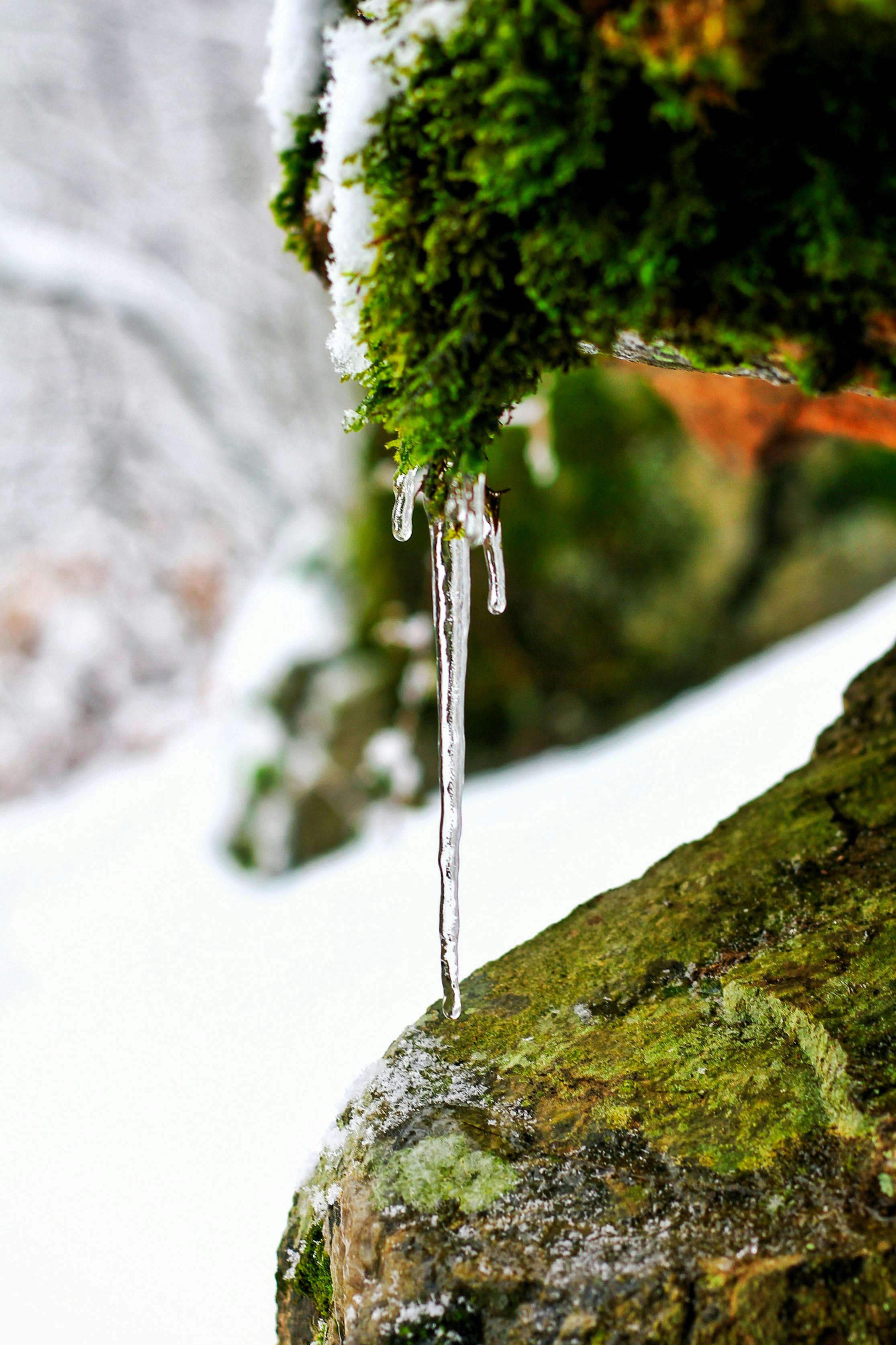 Small Icicle Hanging from a Mossy Rock · Free Stock Photo