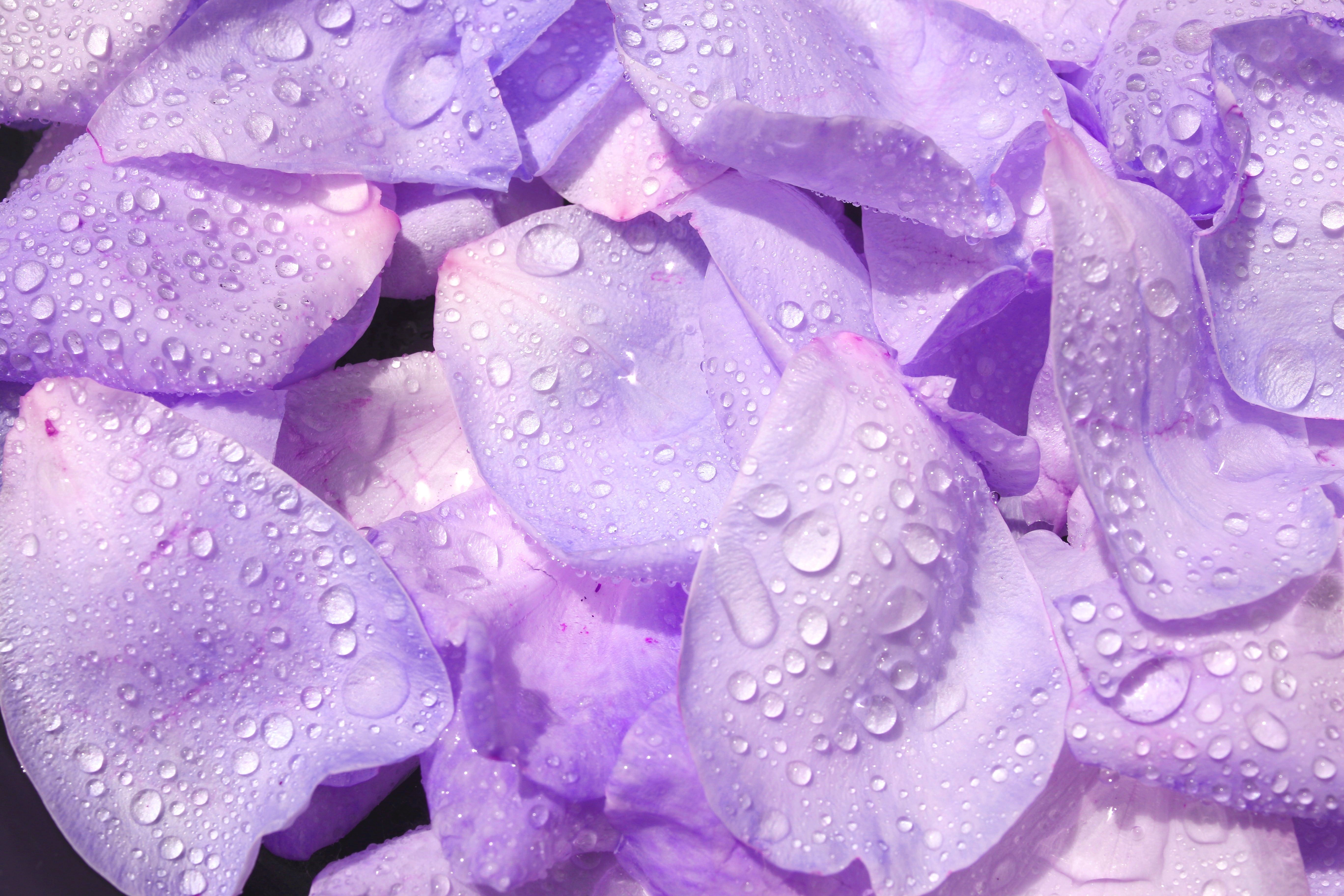 Close-up of Purple Flower Petals with Water Droplets · Free Stock Photo