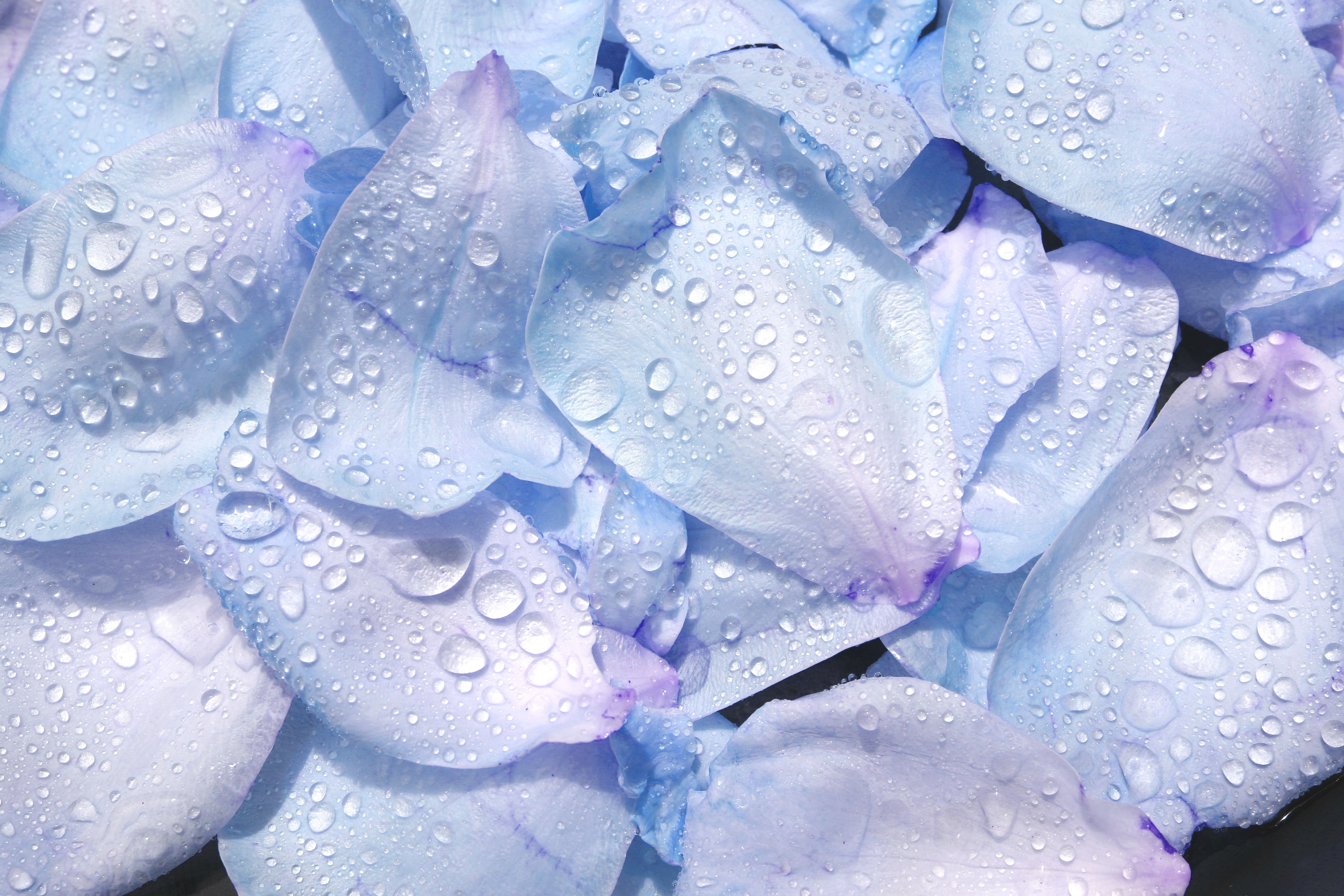 Close-up of Bright Flower Petals with Water Droplets · Free Stock Photo