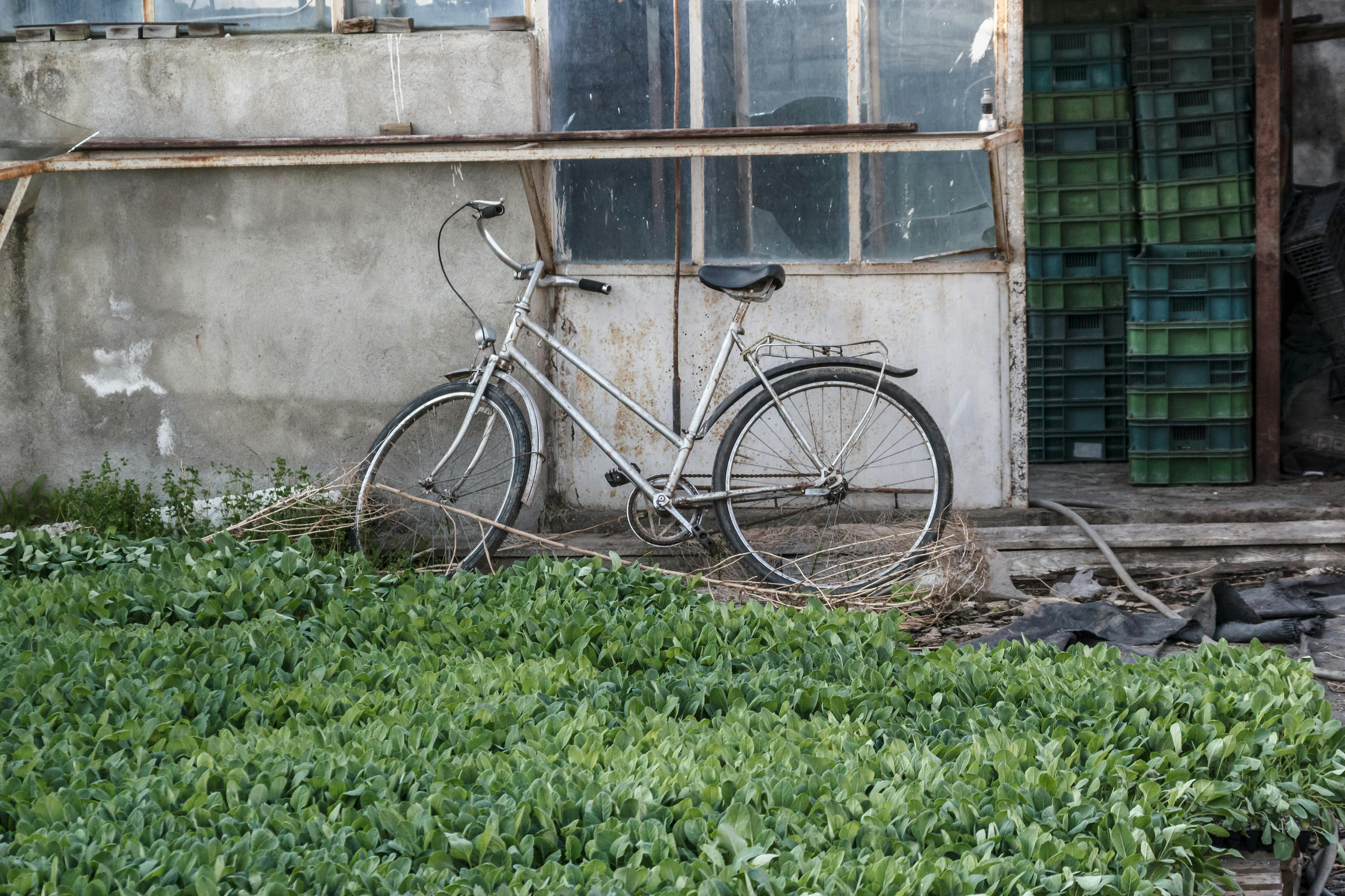 stary rower w szklarni · Free Stock Photo
