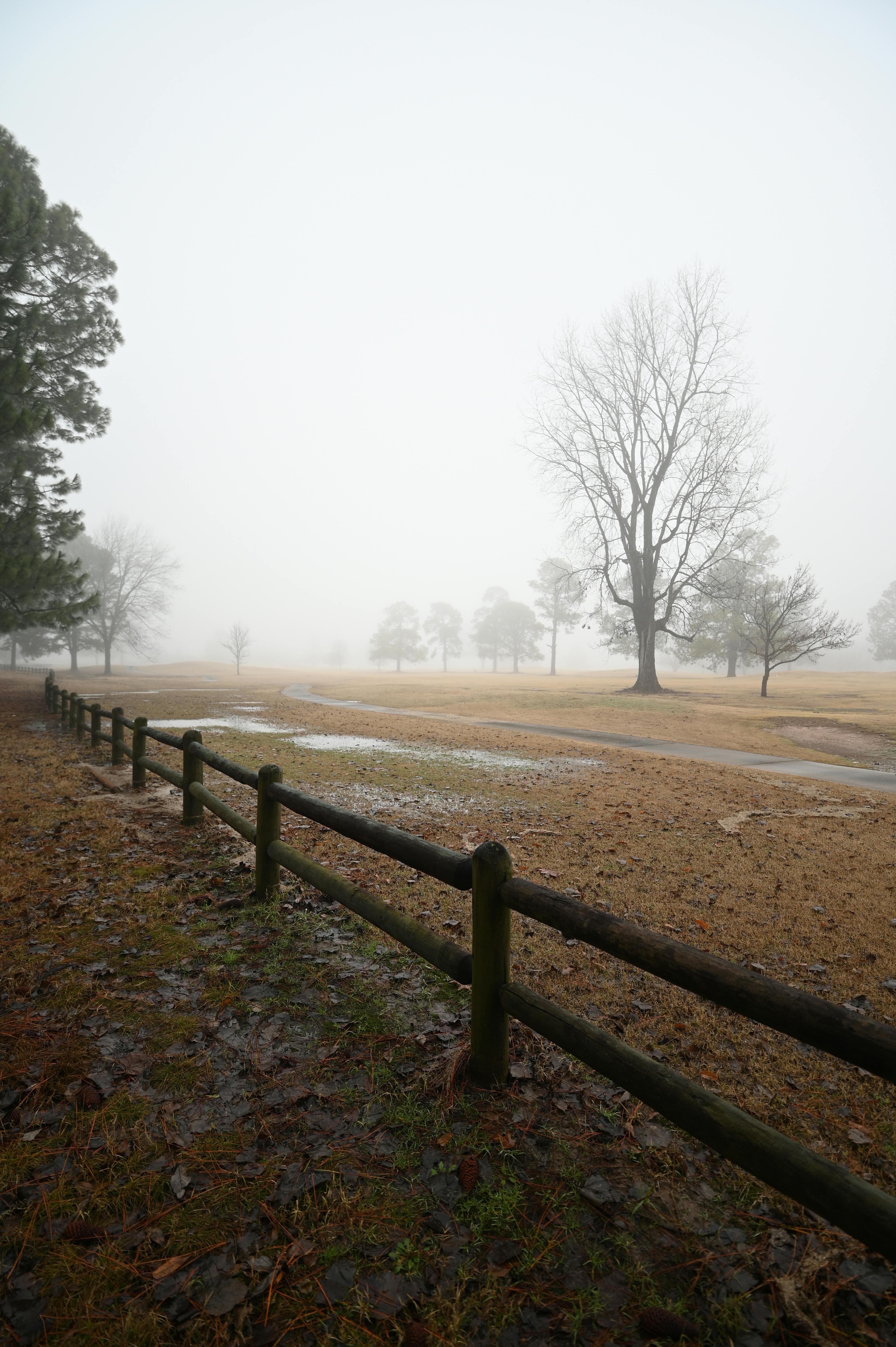 Fog in Countryside · Free Stock Photo