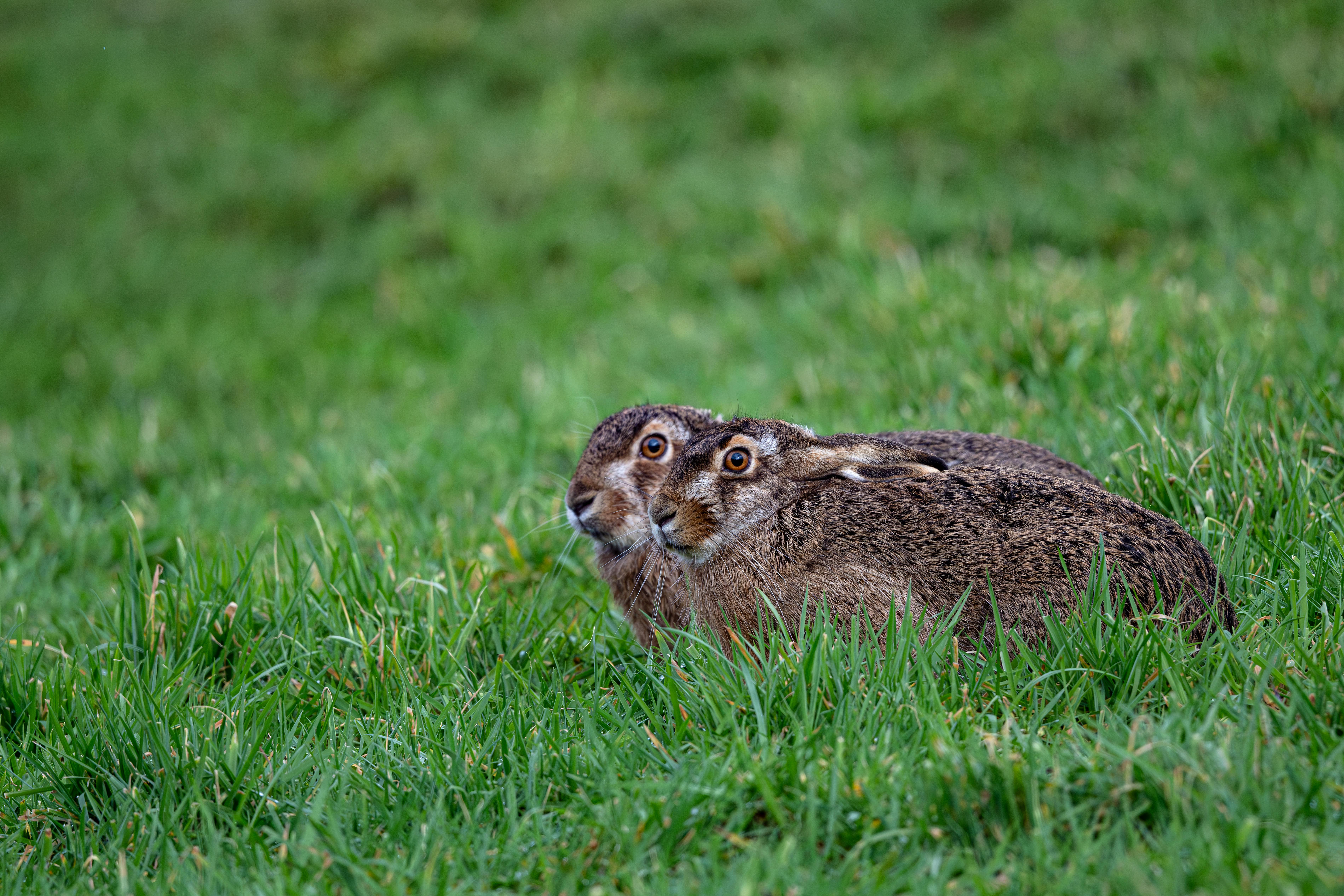 Close up of Two Hares · Free Stock Photo