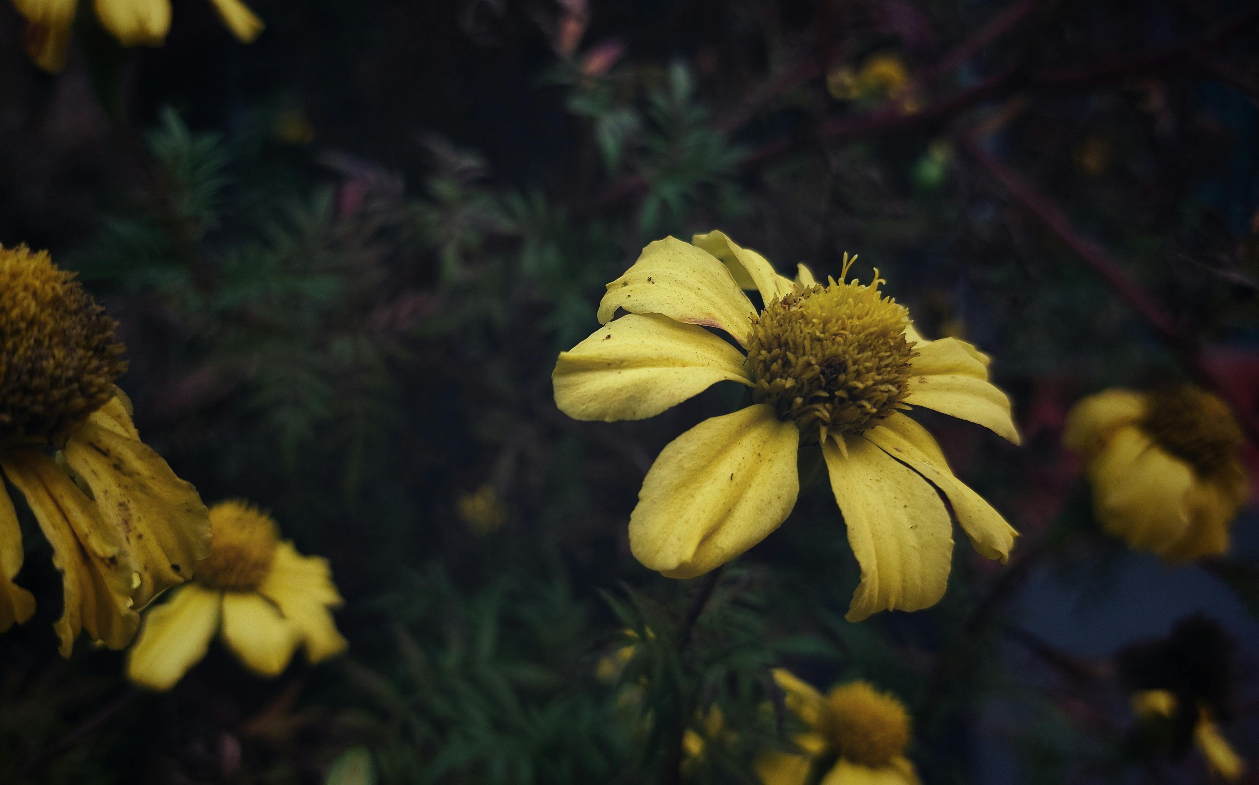 Sadia Ashraf - Photography