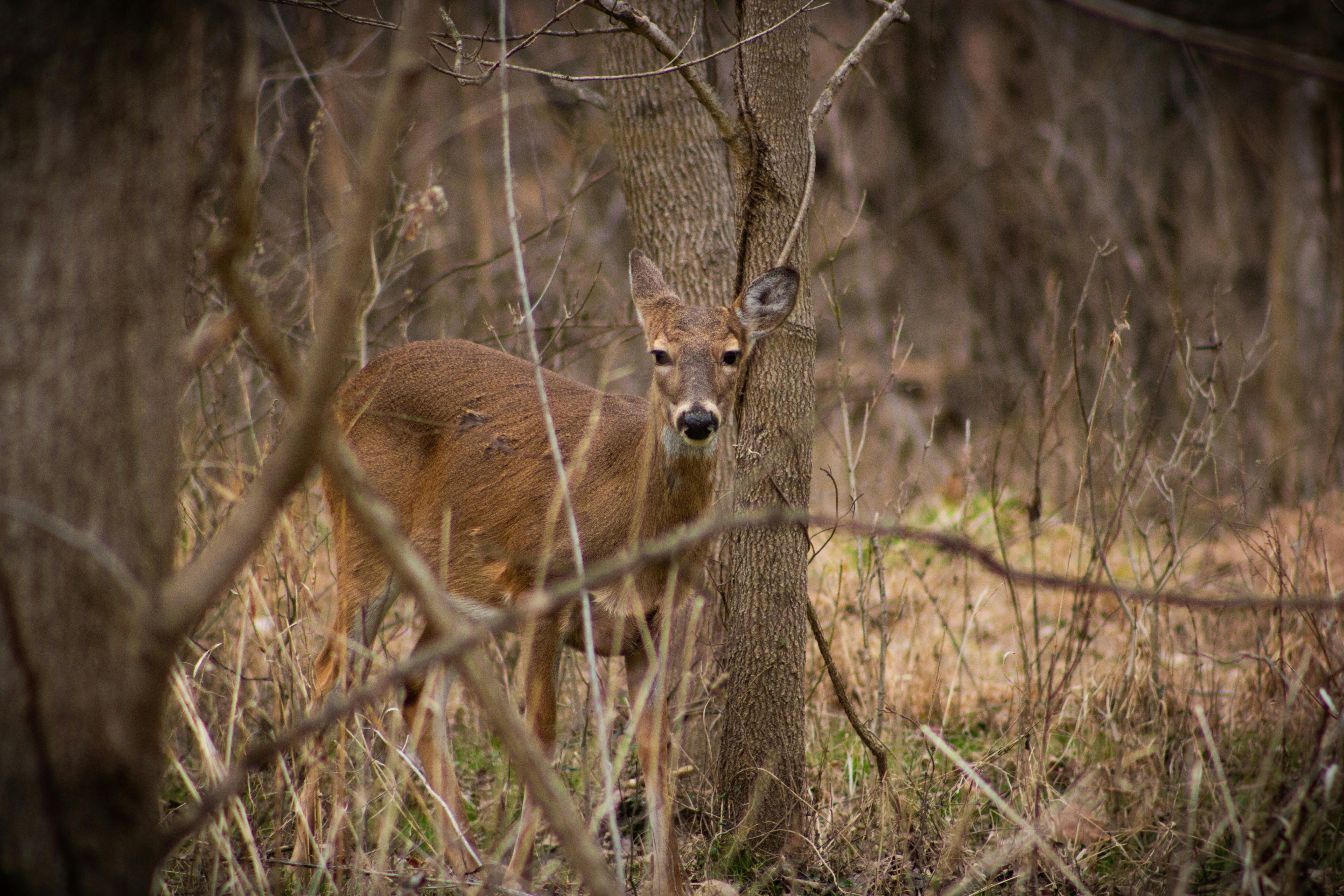 Dear Standing in Forest inbetween Trees · Free Stock Photo