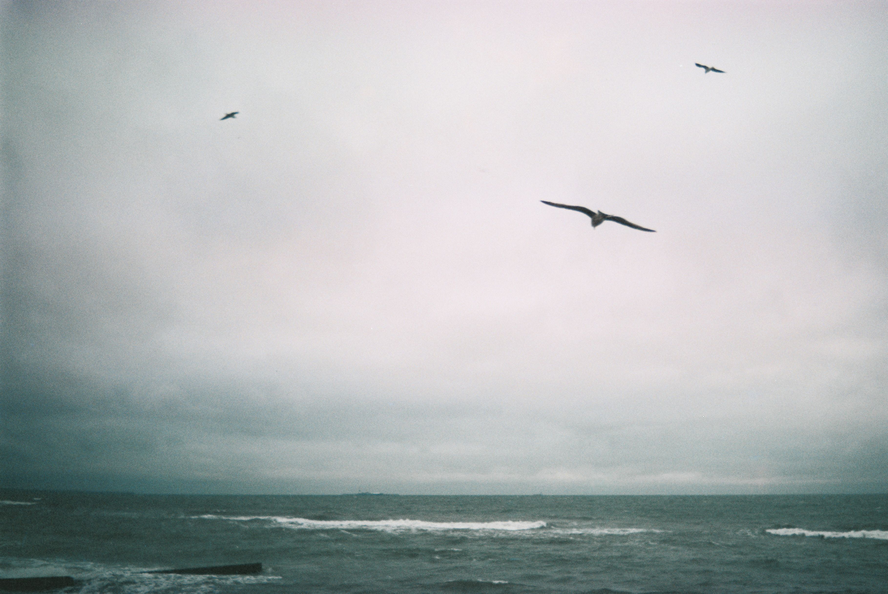 White Bird Flying Above Body of Water · Free Stock Photo