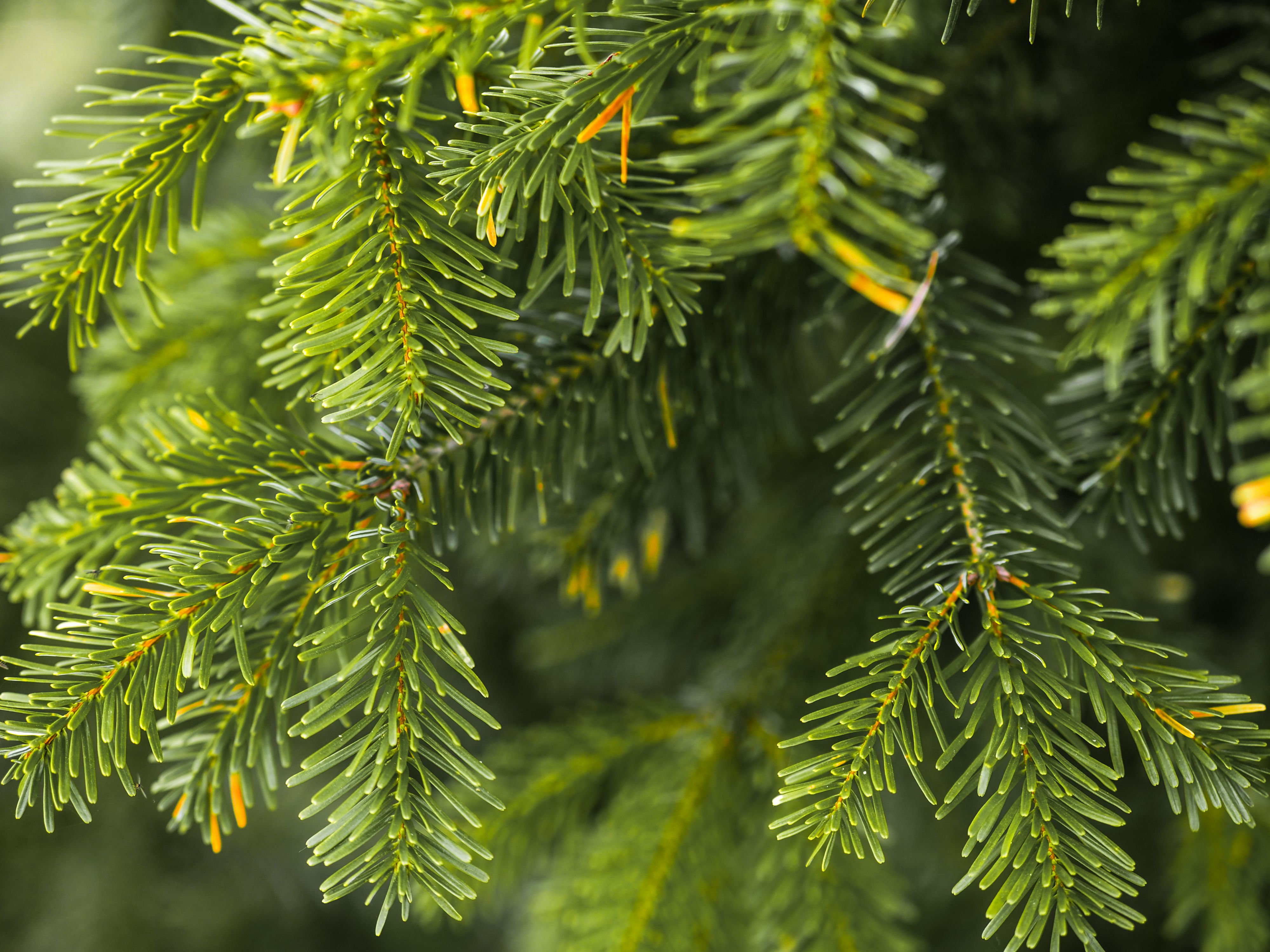 Close-up of Lush Green Pine Tree Branches · Free Stock Photo