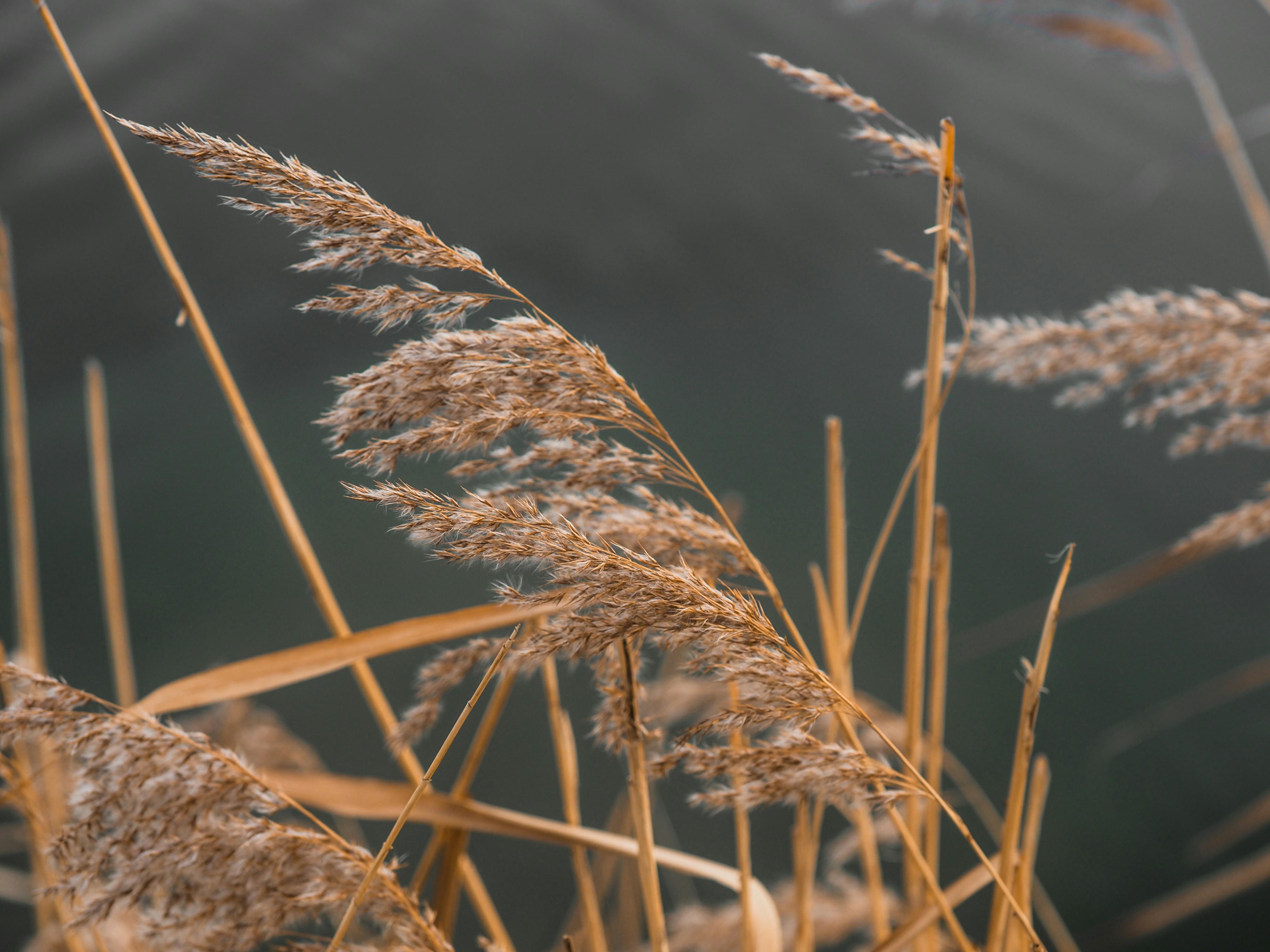 Fluffy Grass Spikes · Free Stock Photo