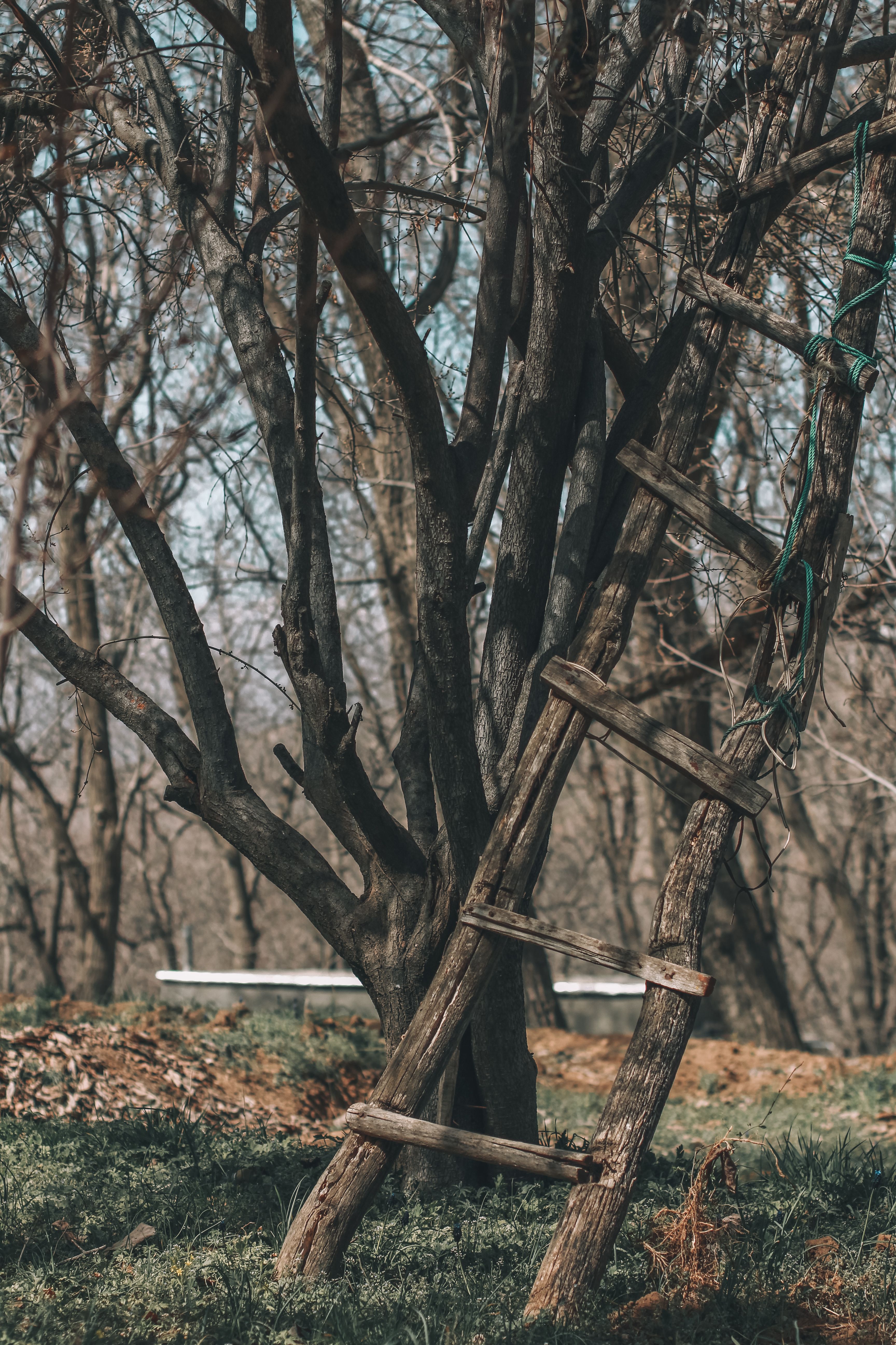 Old Ladder by Tree in · Free Stock Photo
