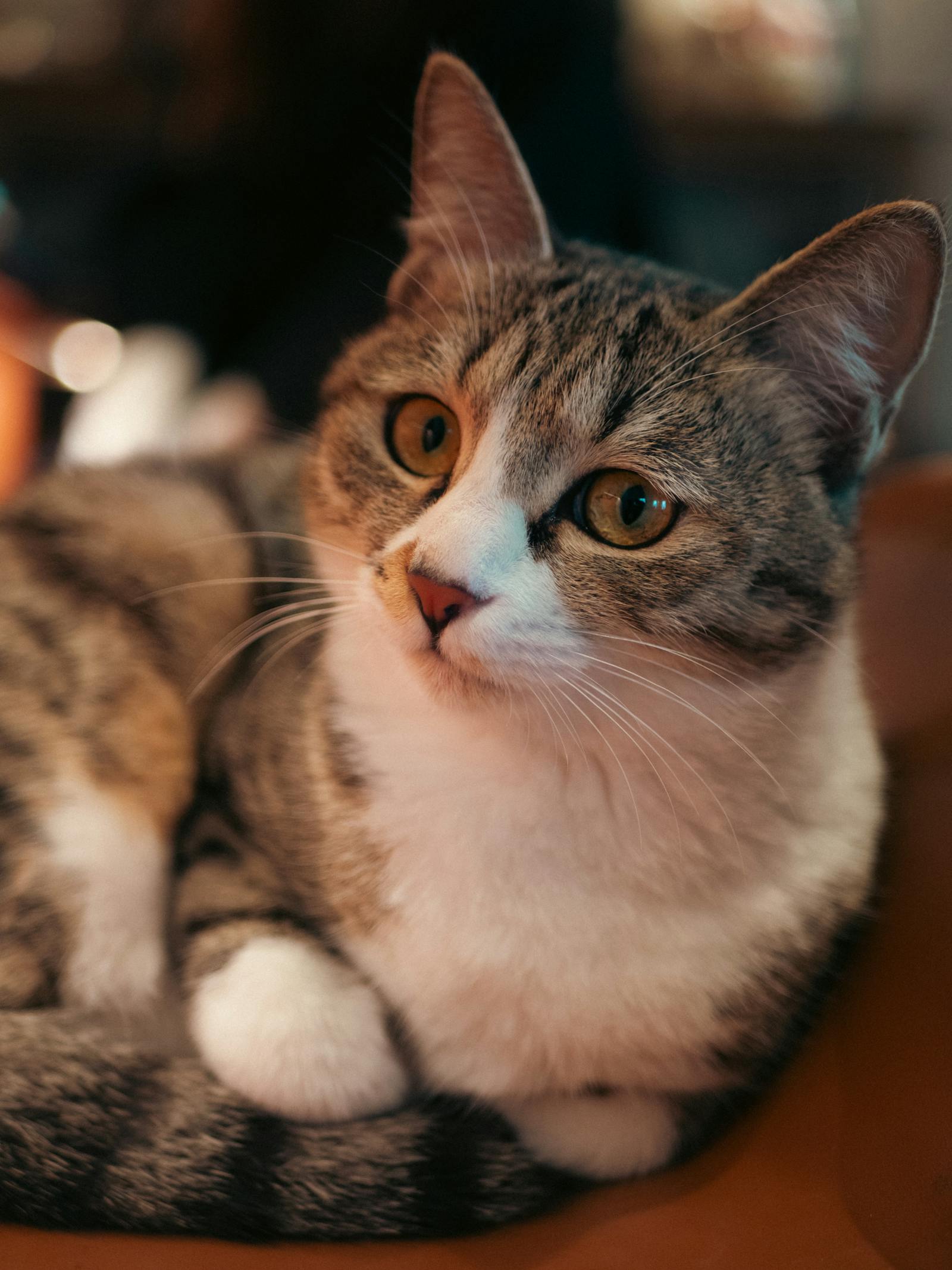 Head Portrait Photos, Download The BEST Free Head Portrait Stock Photos ...