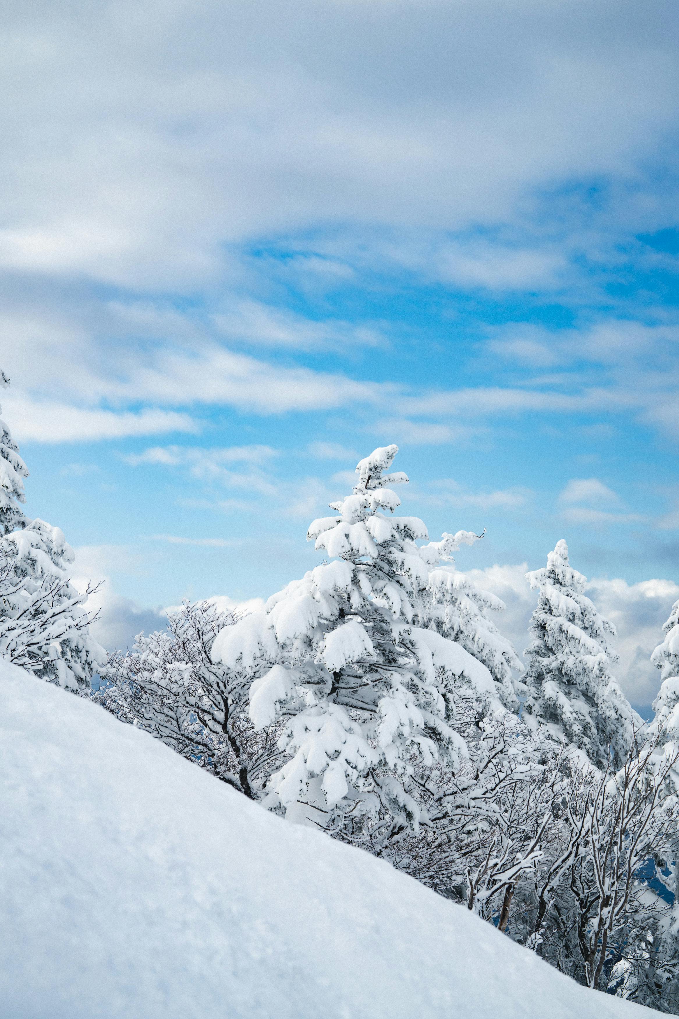 Snow on Hill and Trees in Forest · Free Stock Photo