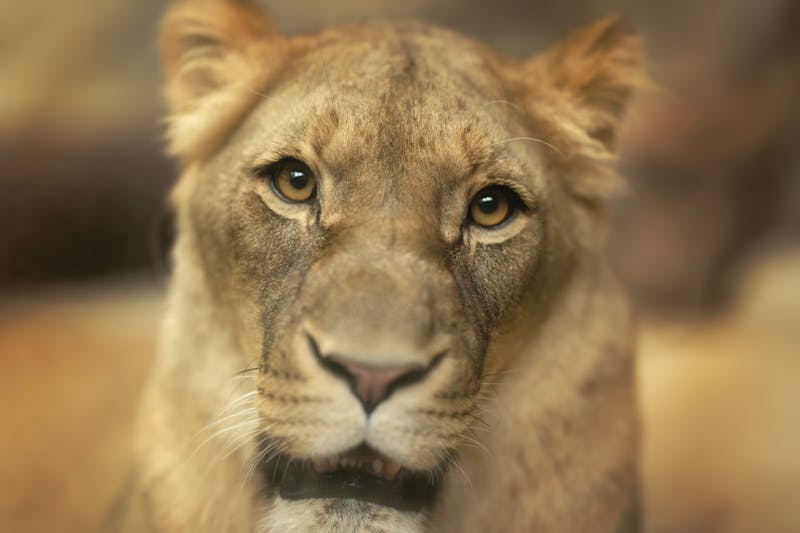 Lion Head Photos, Download The BEST Free Lion Head Stock Photos & HD Images
