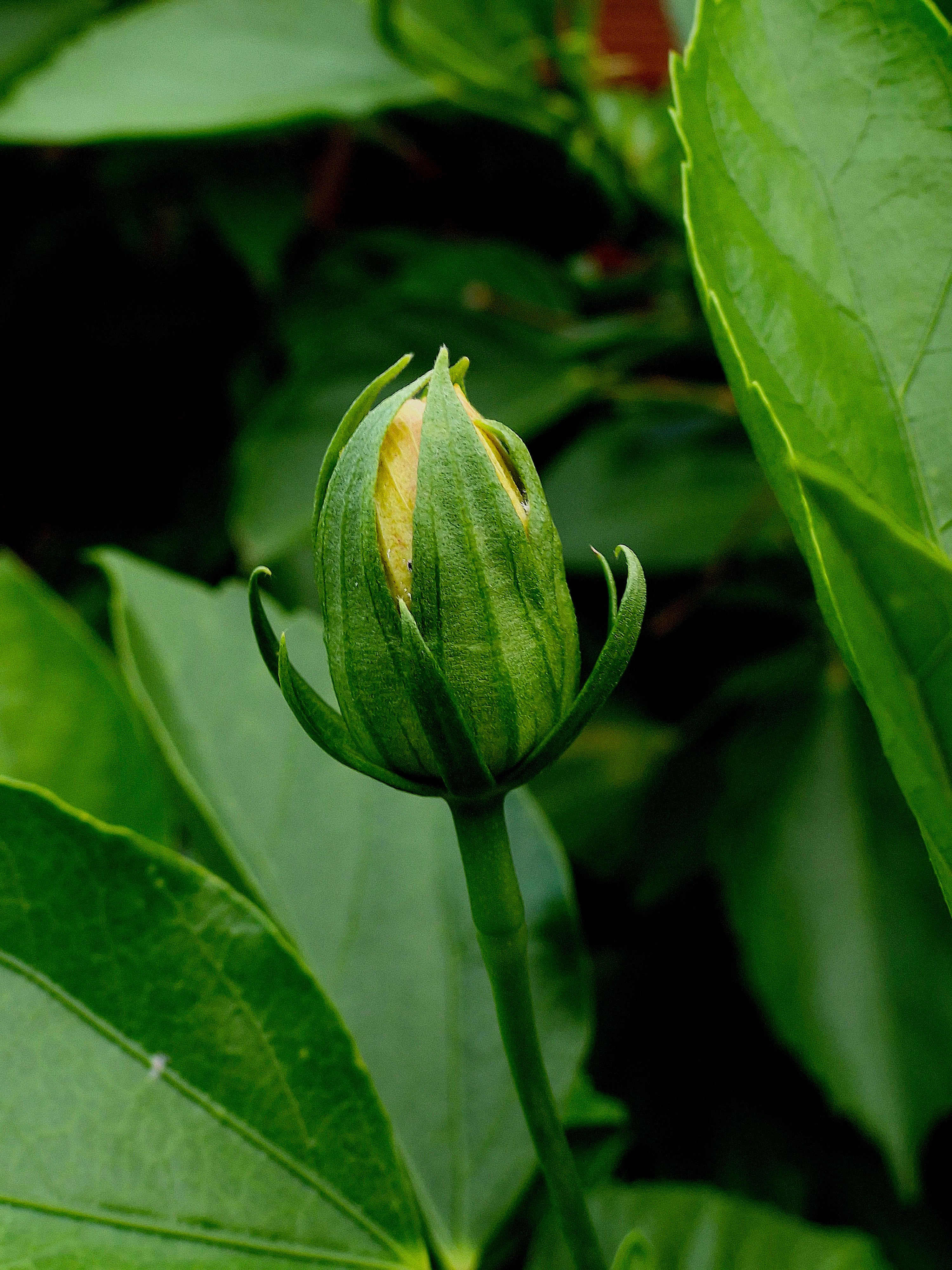 Green Leaves Agri Photos, Download The BEST Free Green Leaves Agri ...